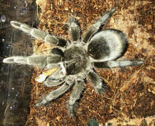 G.Pulchra | Tarantula Forum