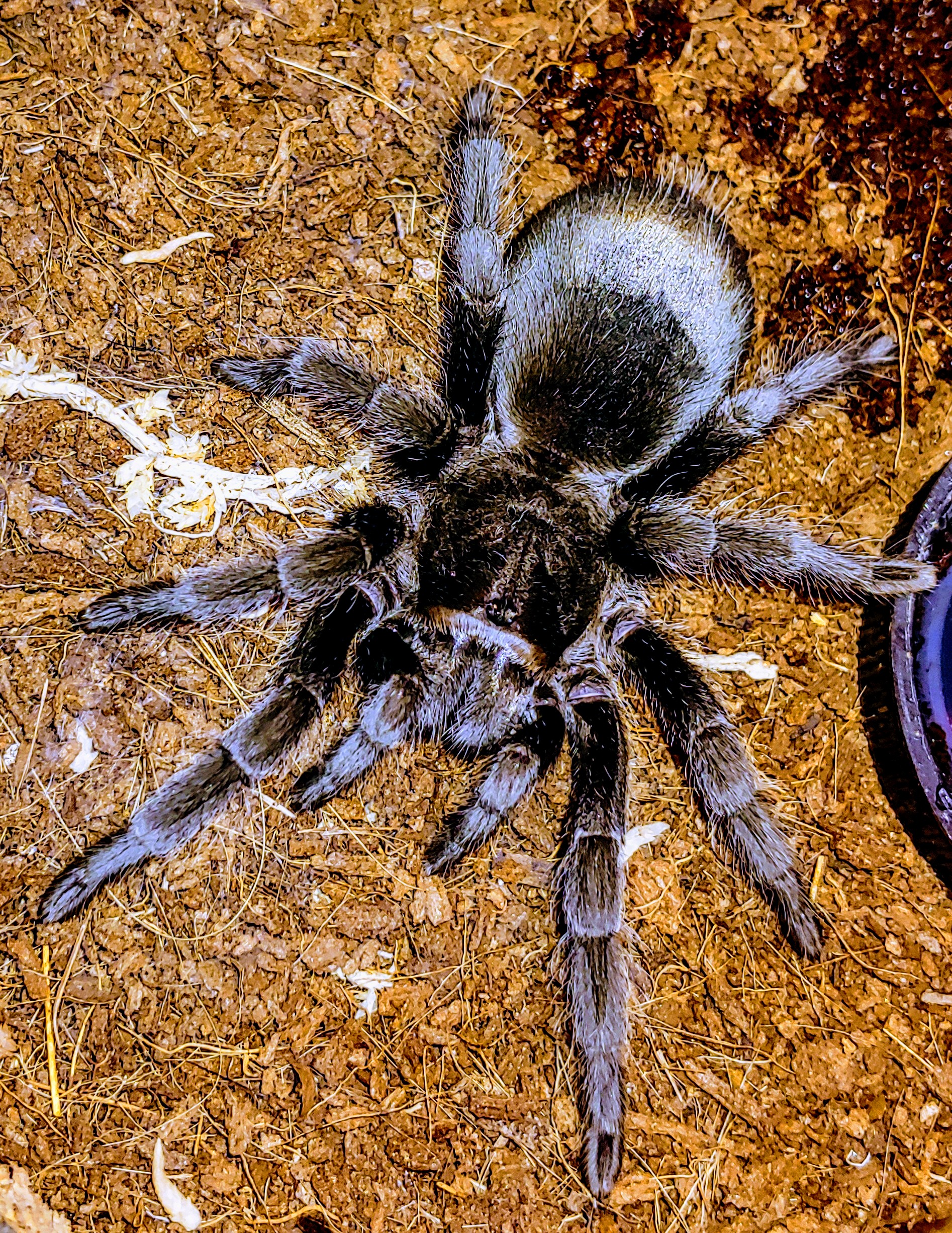G.pulchra | Tarantula Forum