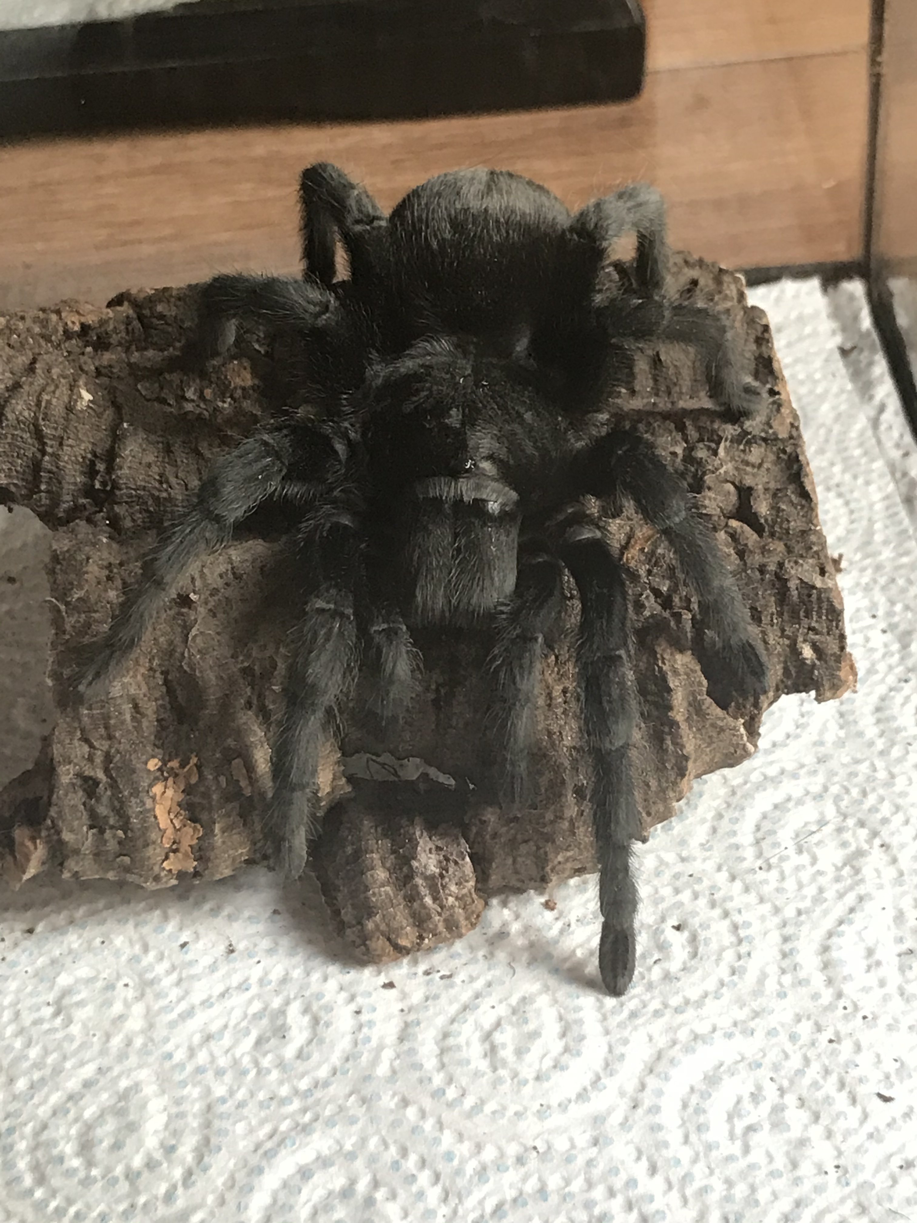 G. Pulchra | Tarantula Forum