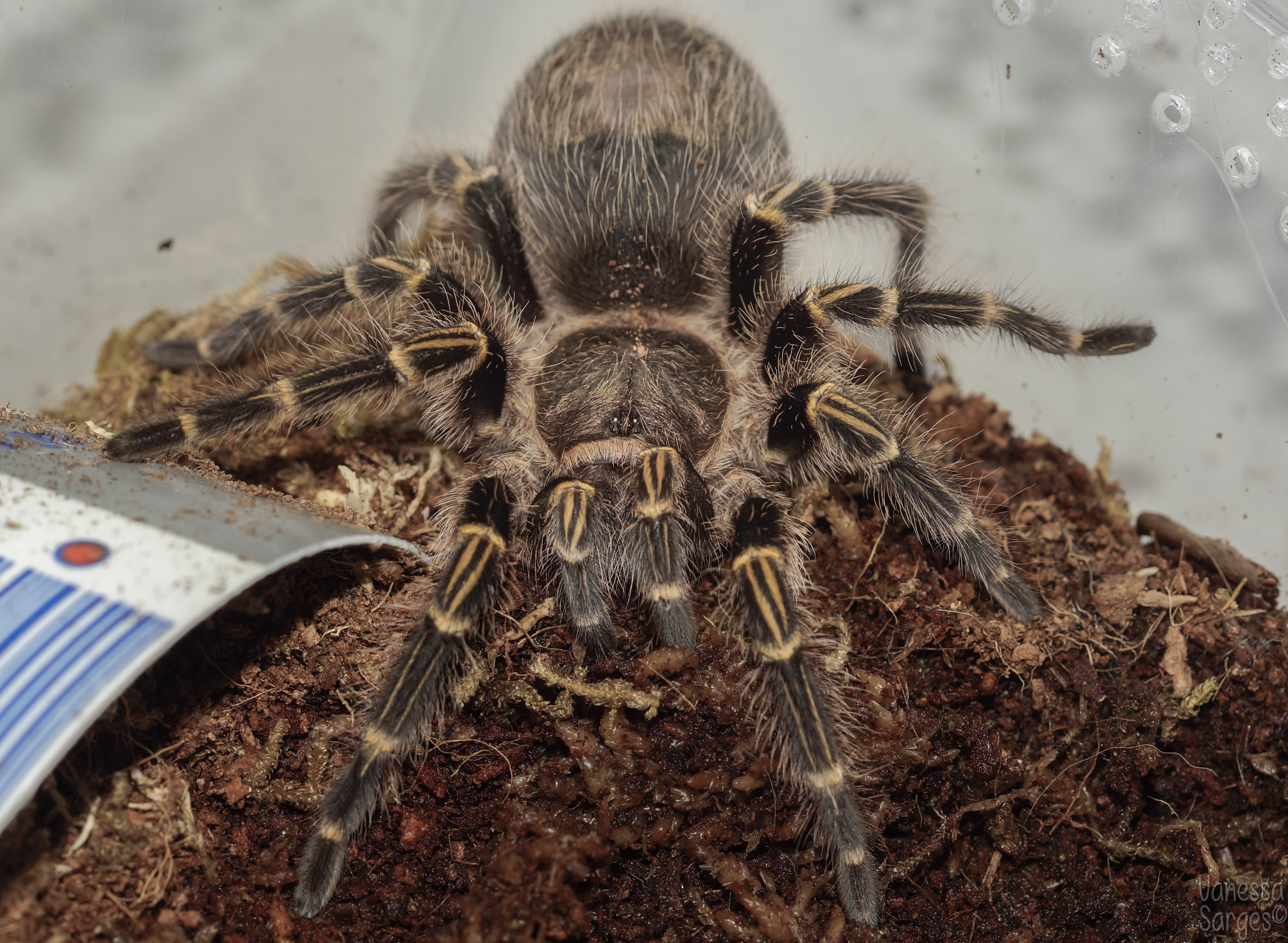 G. pulchripes male | Tarantula Forum