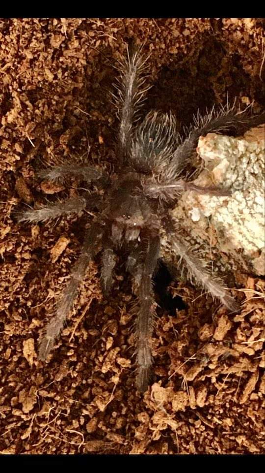 G. pulchripes | Tarantula Forum
