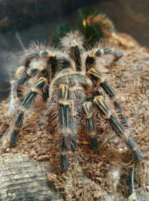 G.pulchripes | Tarantula Forum