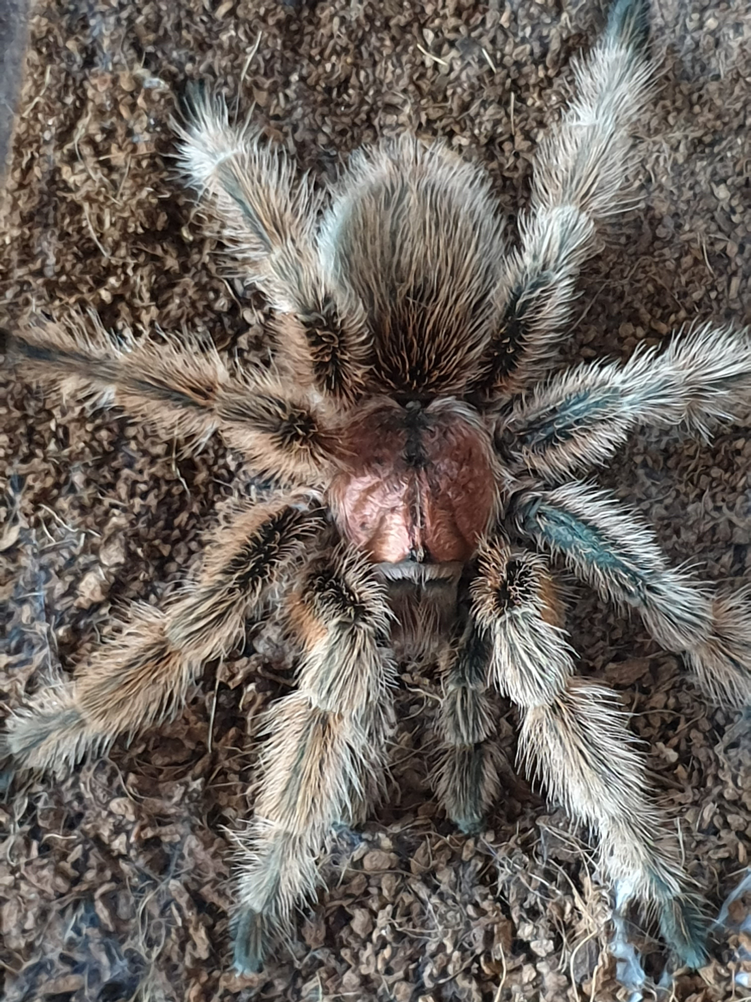 G rosea (MM) | Tarantula Forum