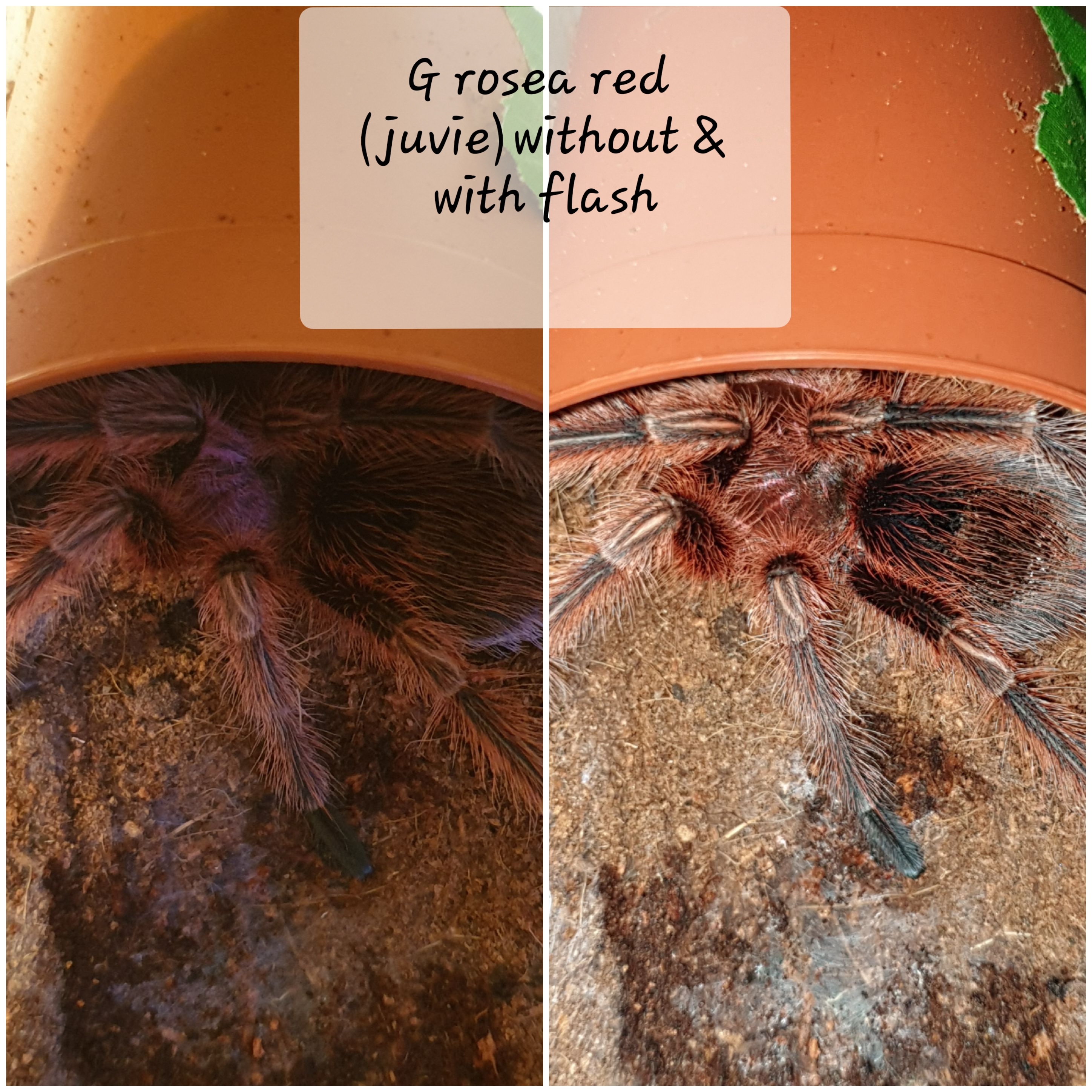 G rosea red (Juvie) | Tarantula Forum