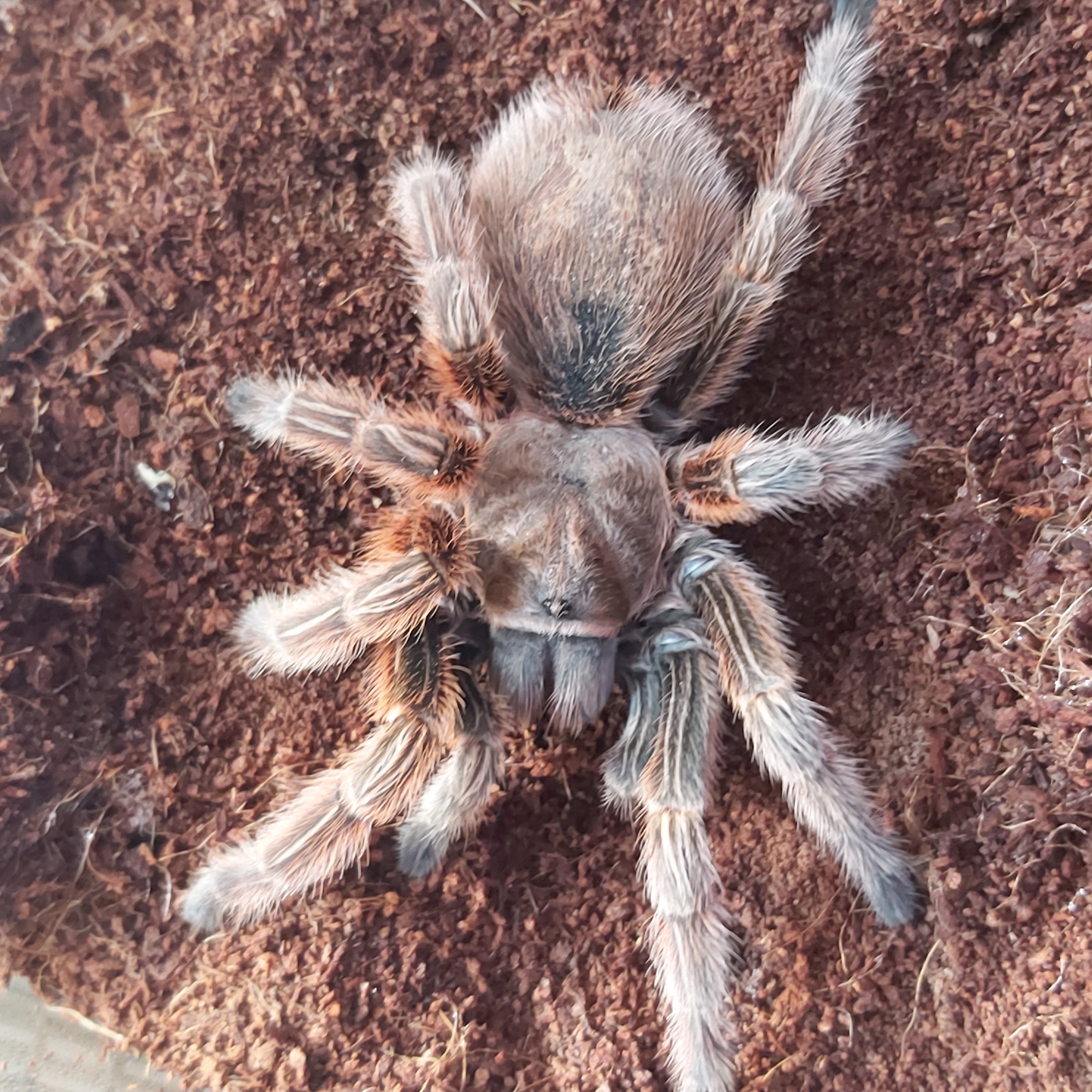 G rosea "red"? | Tarantula Forum