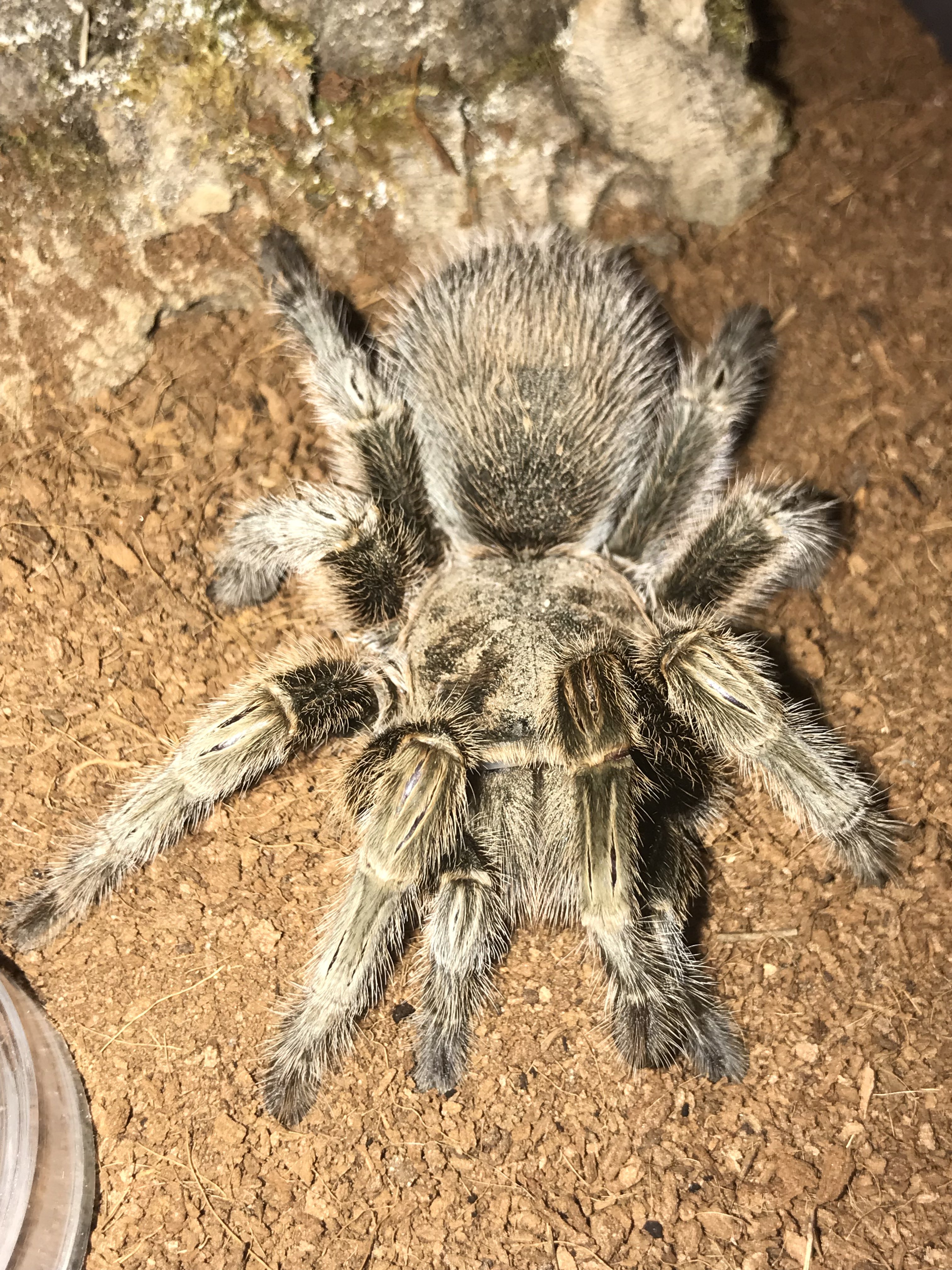 G. Rosea | Tarantula Forum