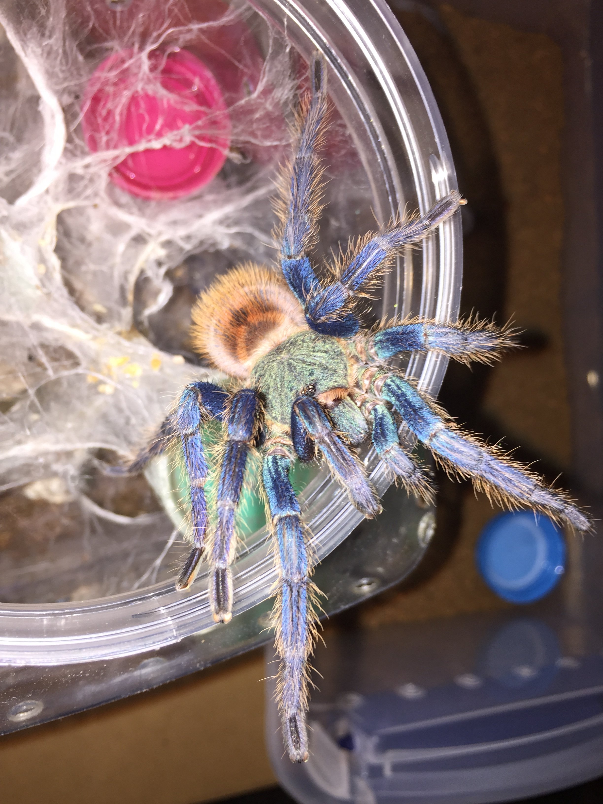 GBB | Tarantula Forum