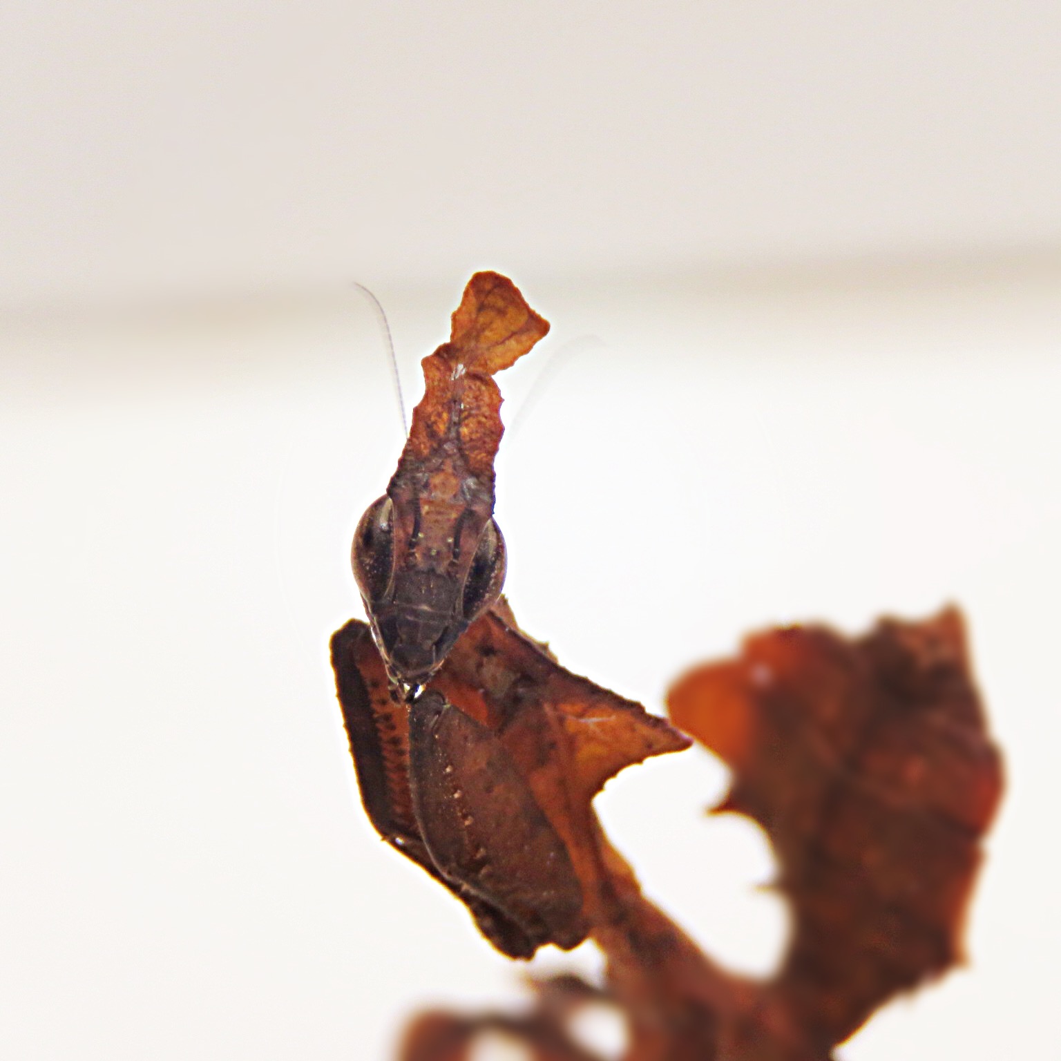 Ghost Mantis 3 | Tarantula Forum