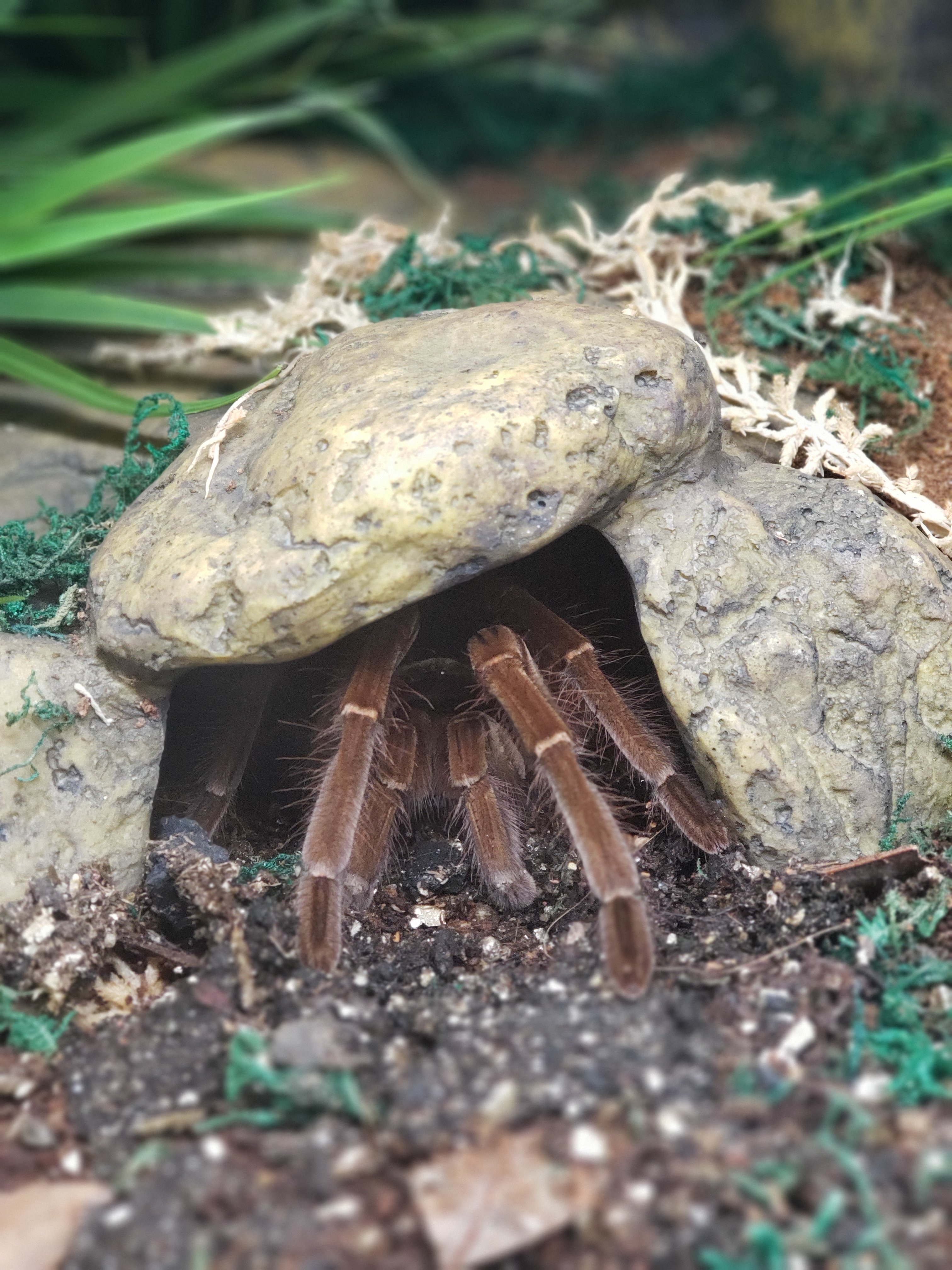 Goliath birdeater | Tarantula Forum