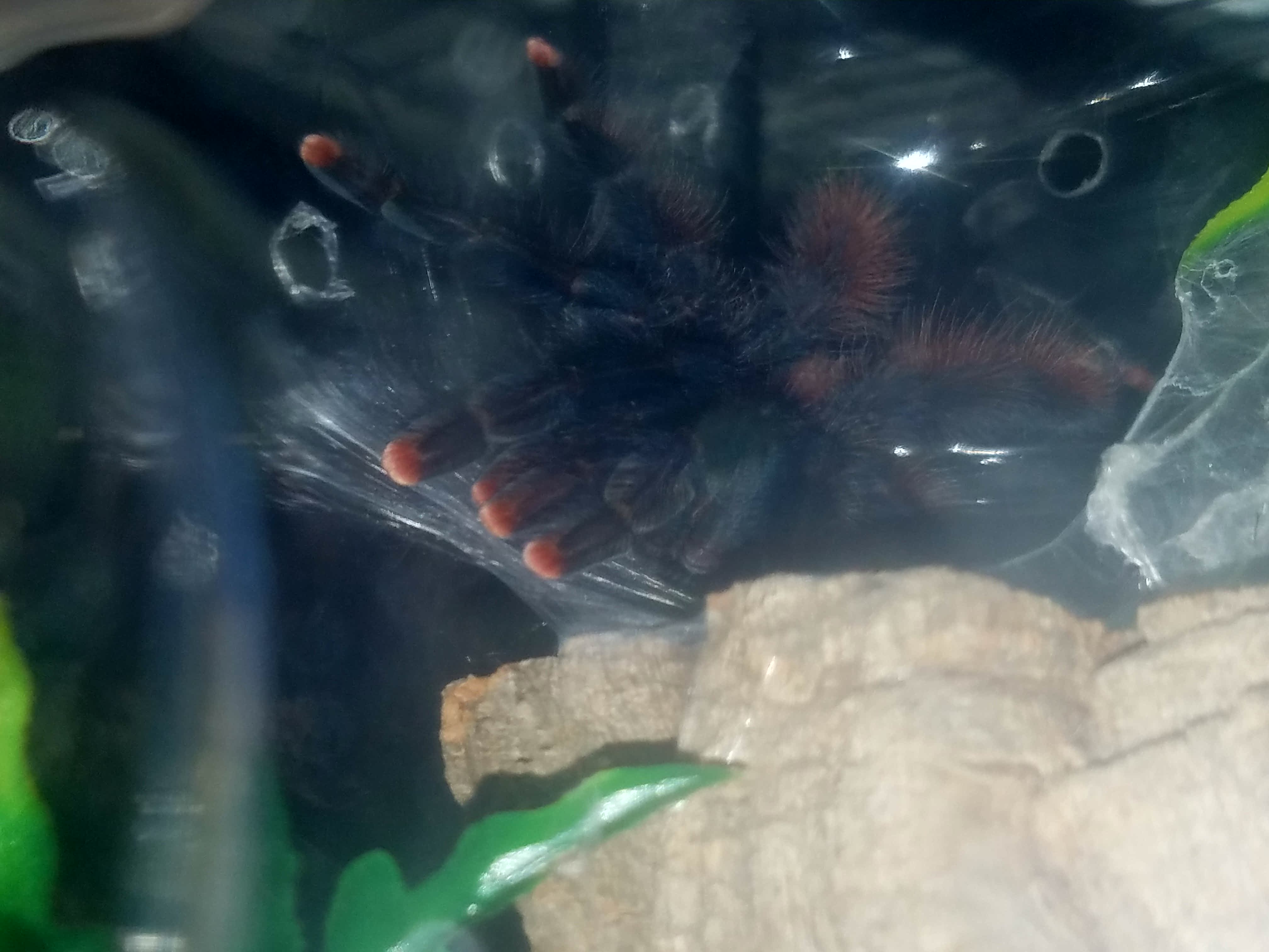 Goliath pinktoe | Tarantula Forum