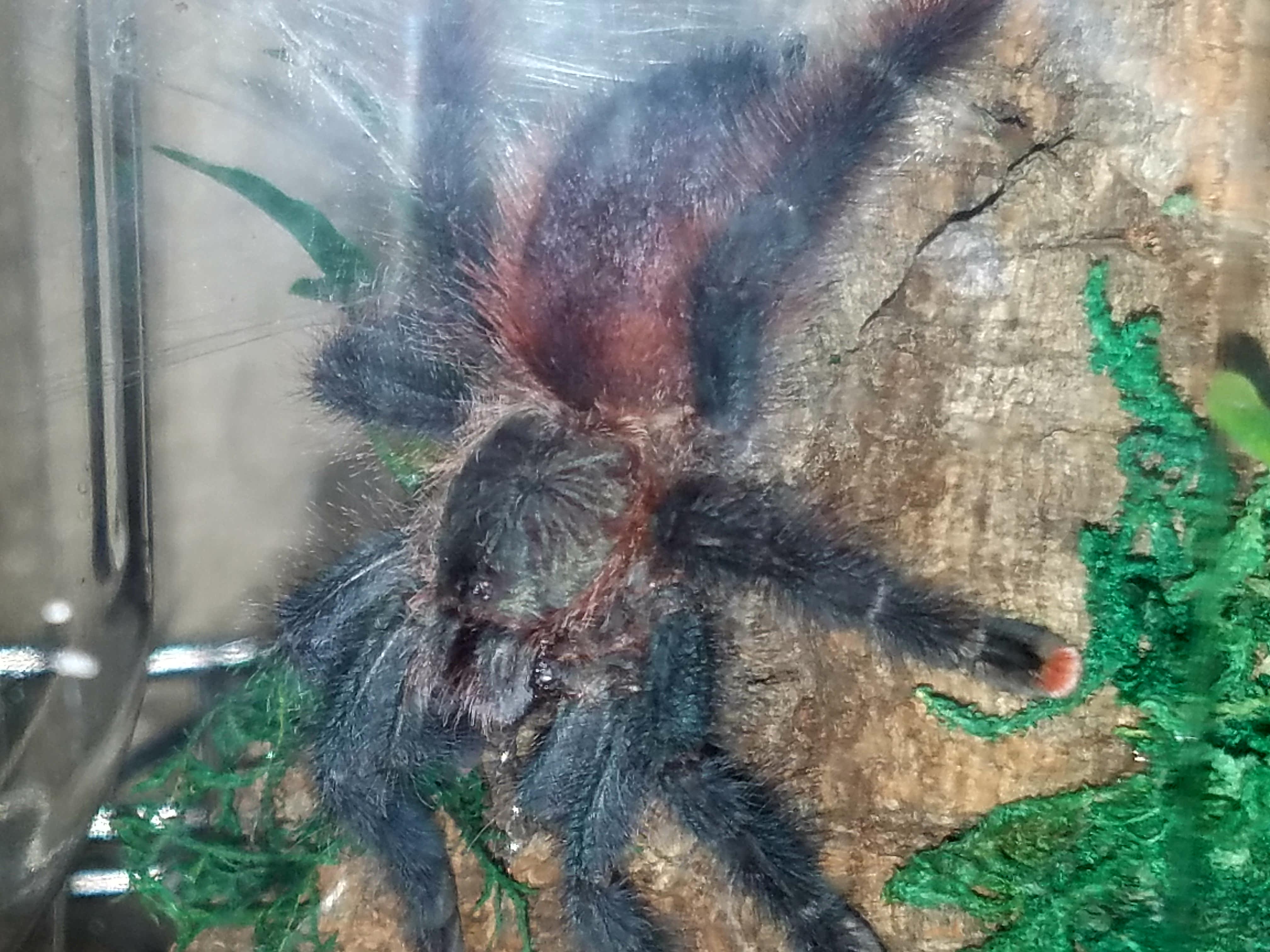 Goliath pinktoe | Tarantula Forum