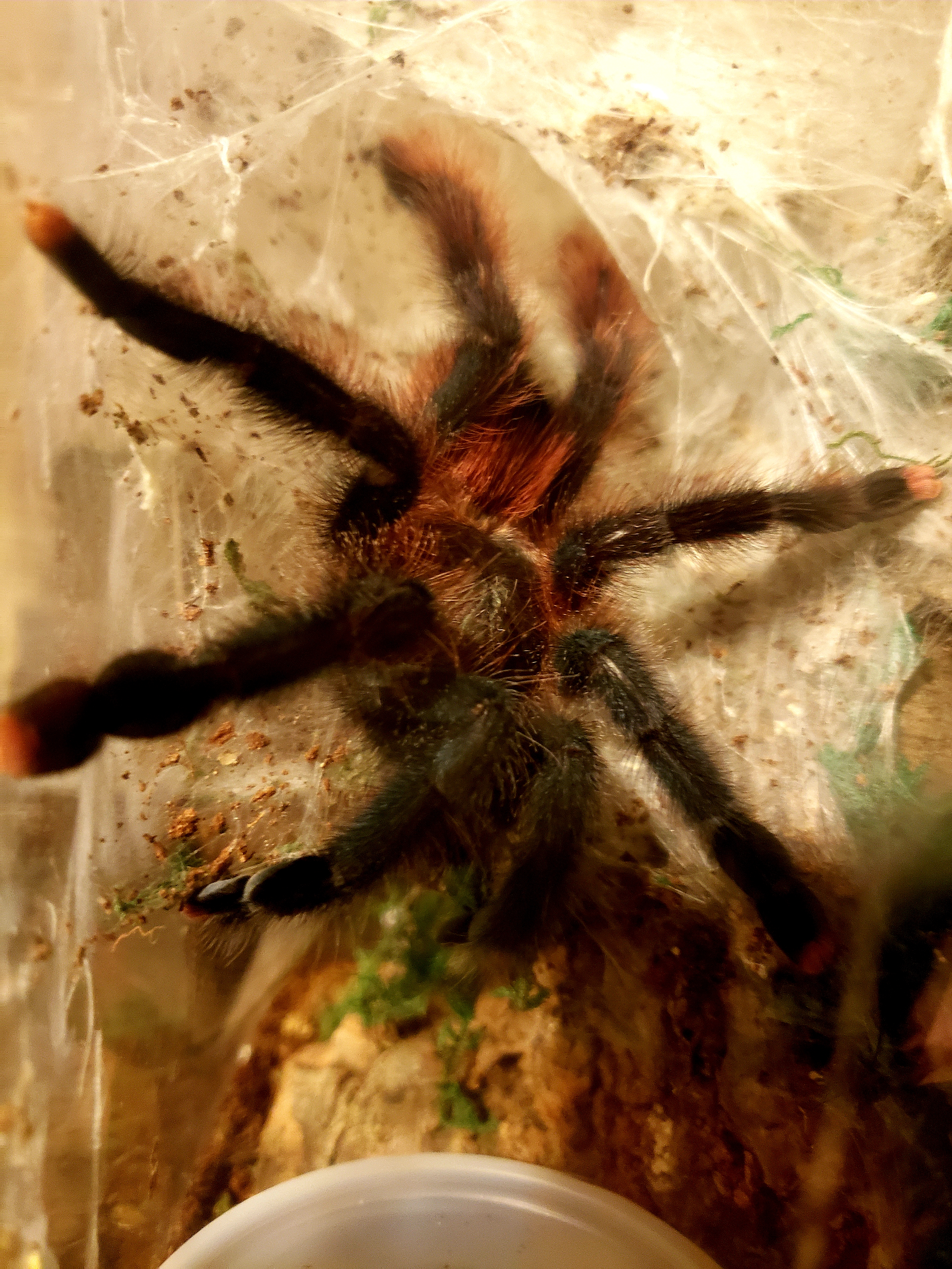 Goliath pinktoe | Tarantula Forum