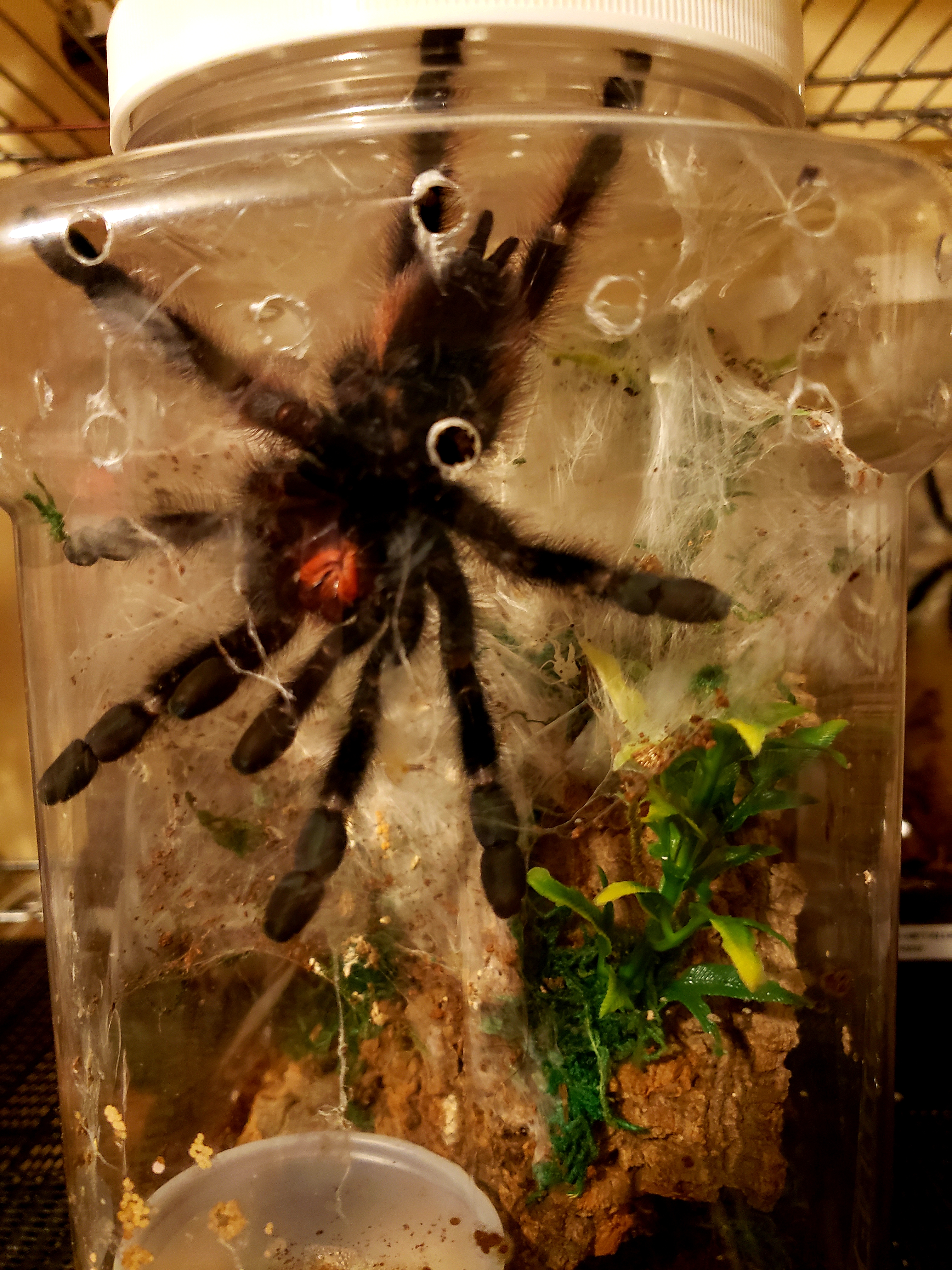 Goliath pinktoe | Tarantula Forum