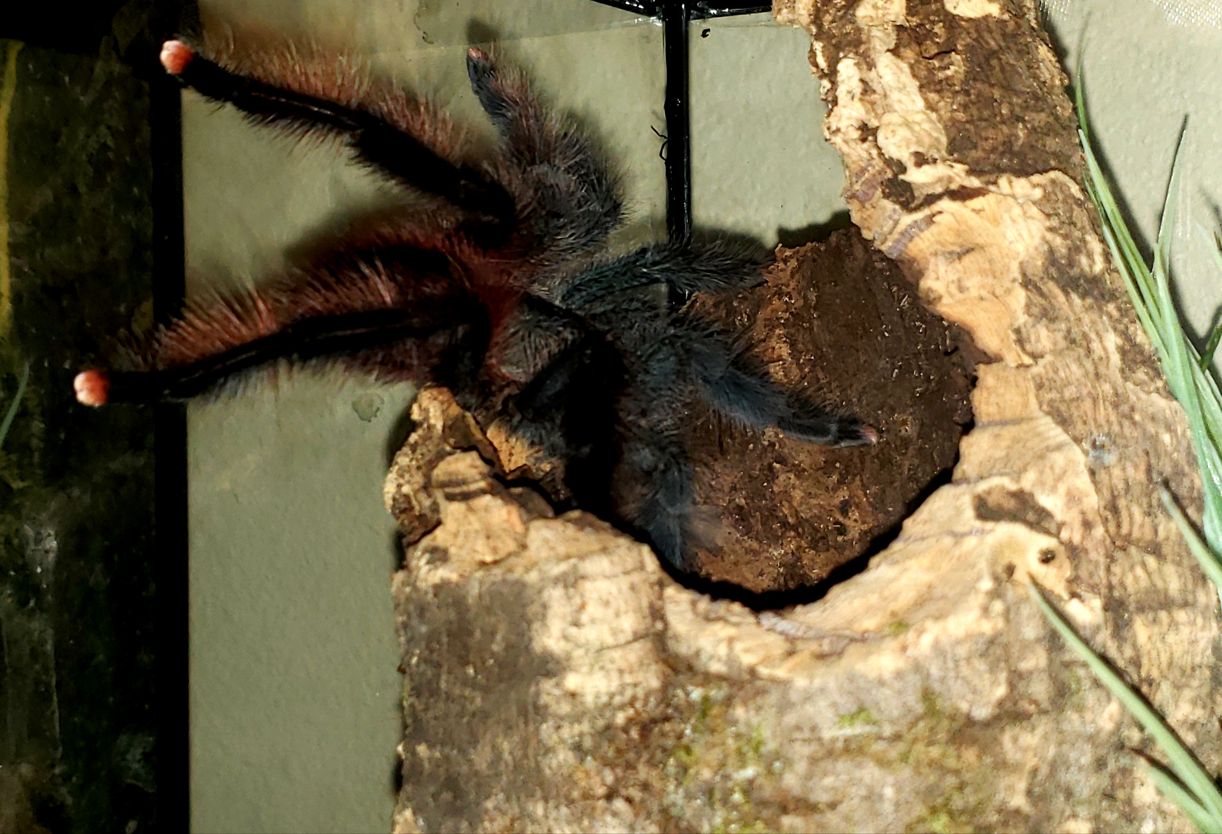 Goliath pinktoe | Tarantula Forum