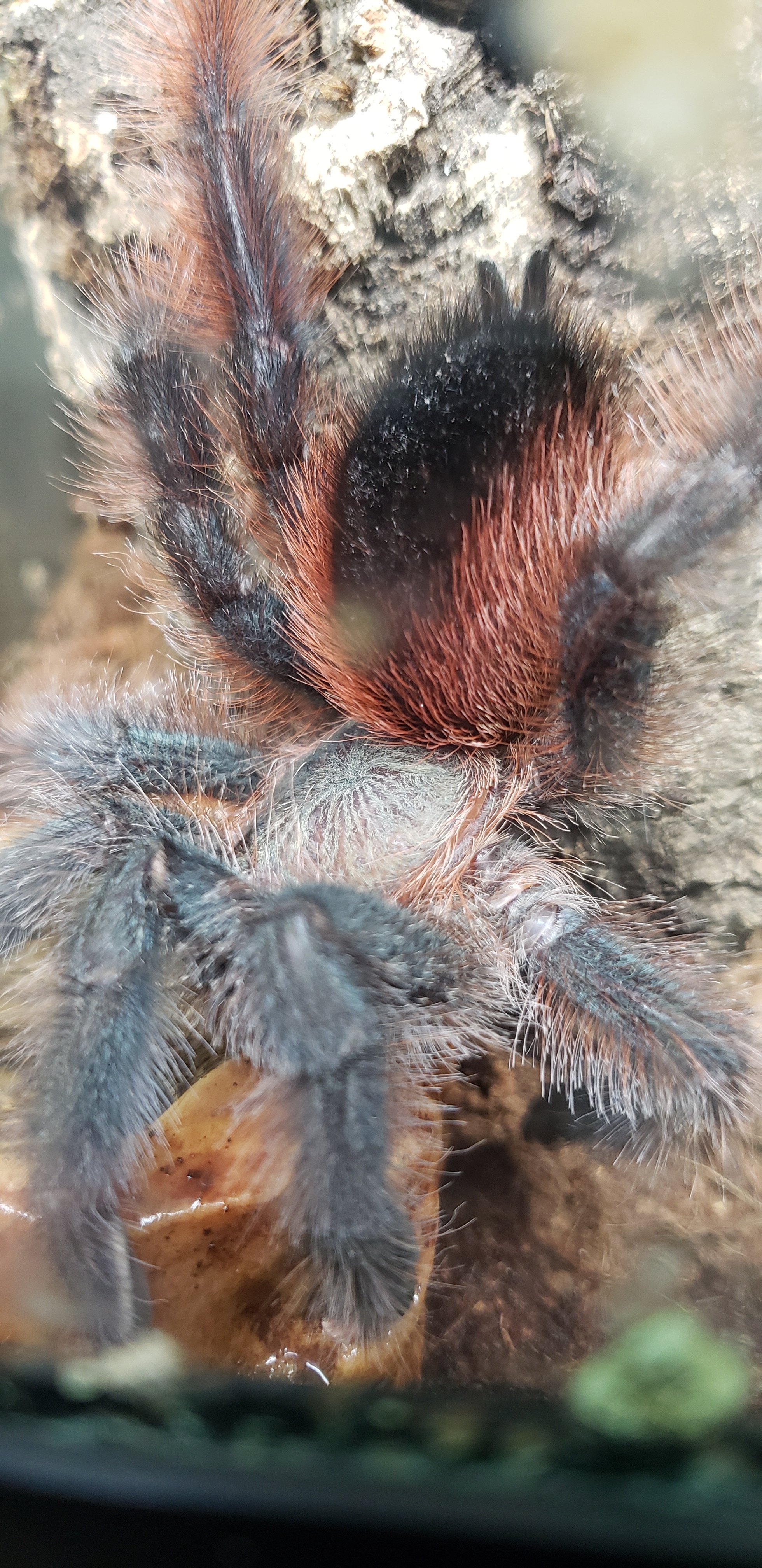 Goliath pinktoe | Tarantula Forum