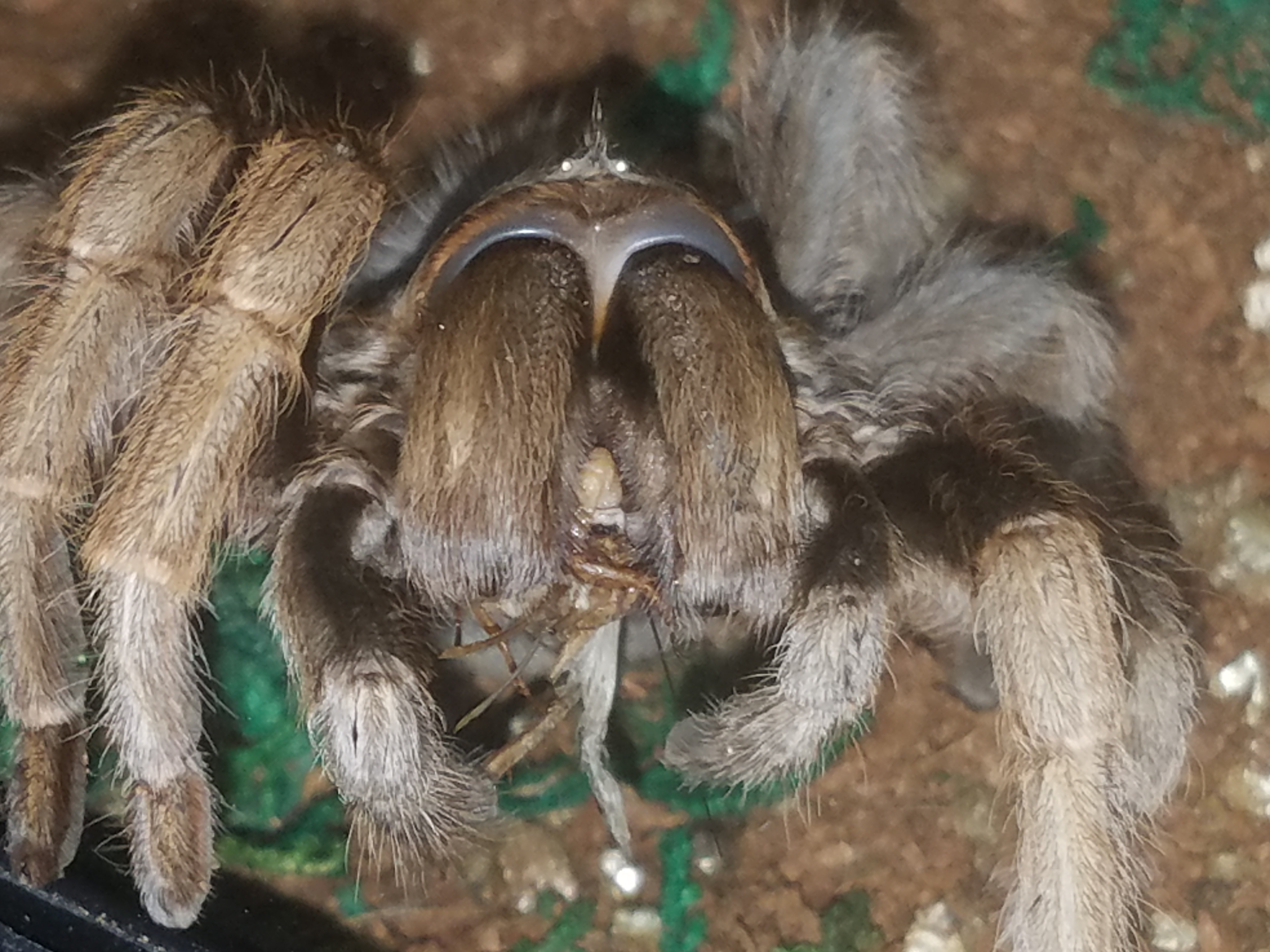 Got cricket??? | Tarantula Forum
