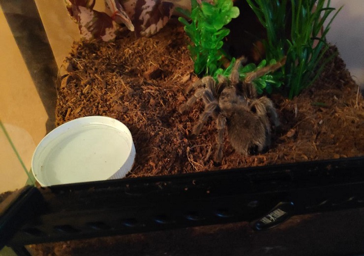 Grammostola Porteri | Tarantula Forum