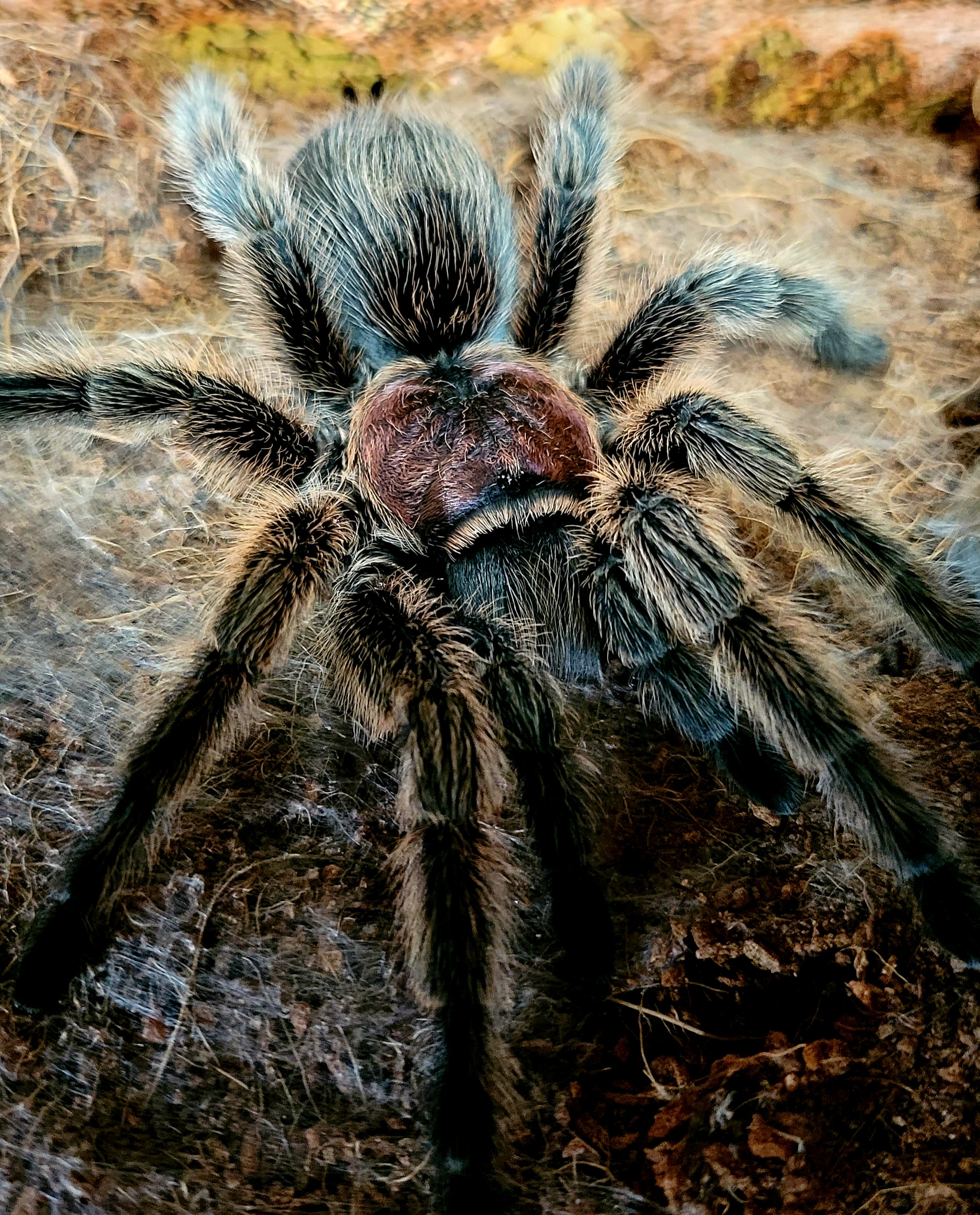 Grammostola porteri | Tarantula Forum