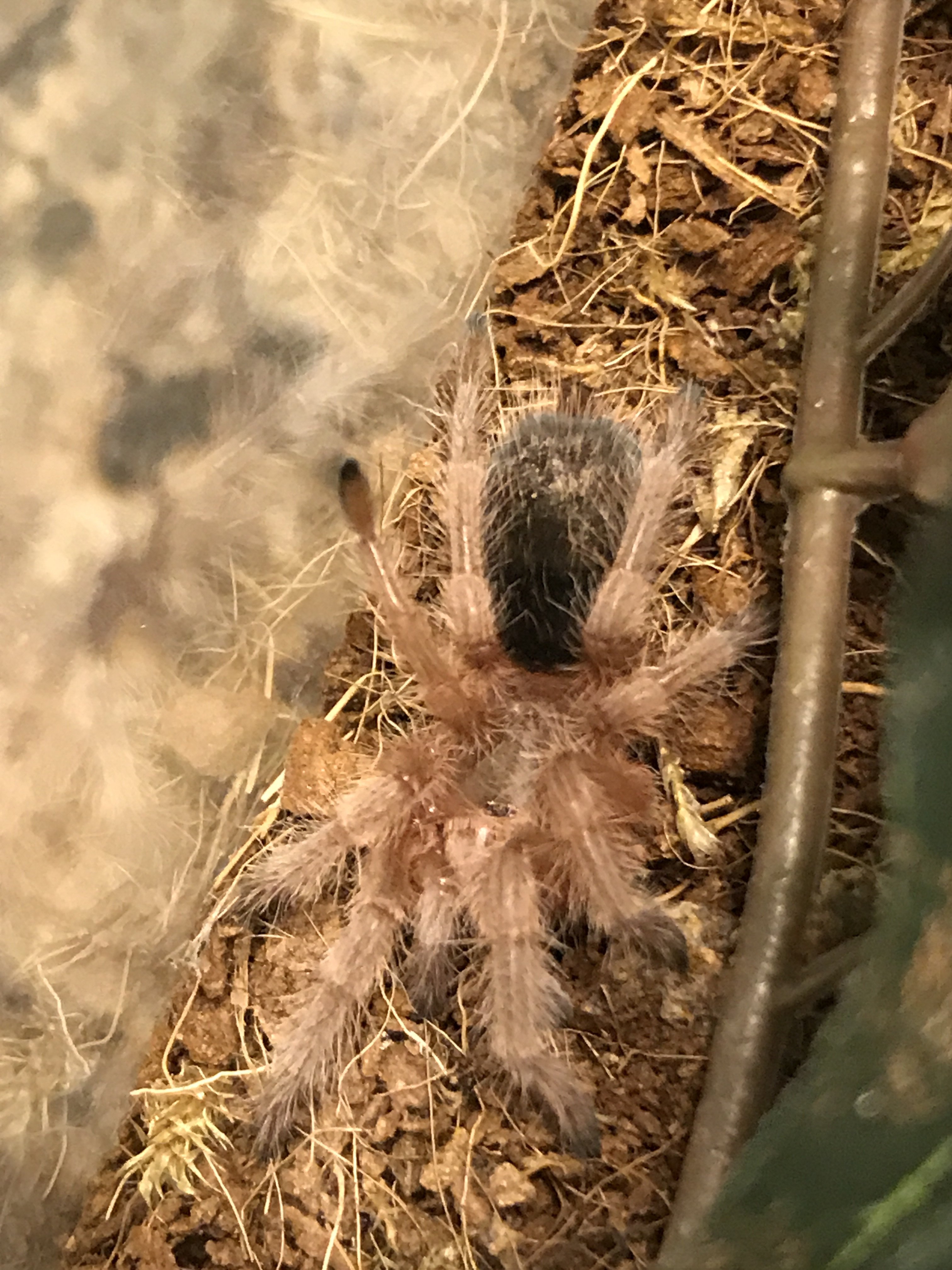 Grammostola porteri | Tarantula Forum
