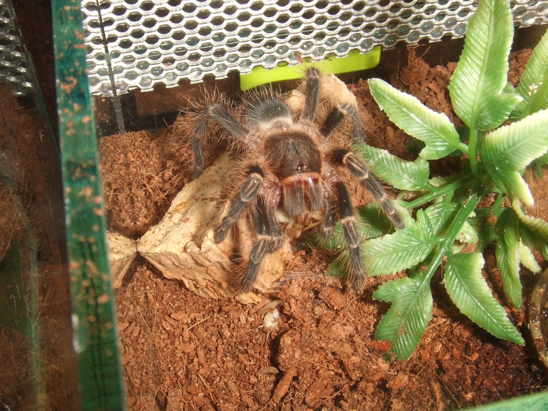 Grammostola pulchripes - Guarani | Tarantula Forum