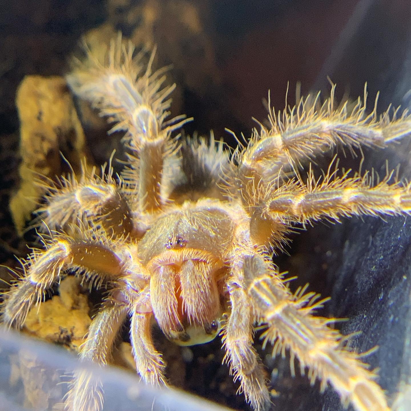 Grammostola pulchripes | Tarantula Forum