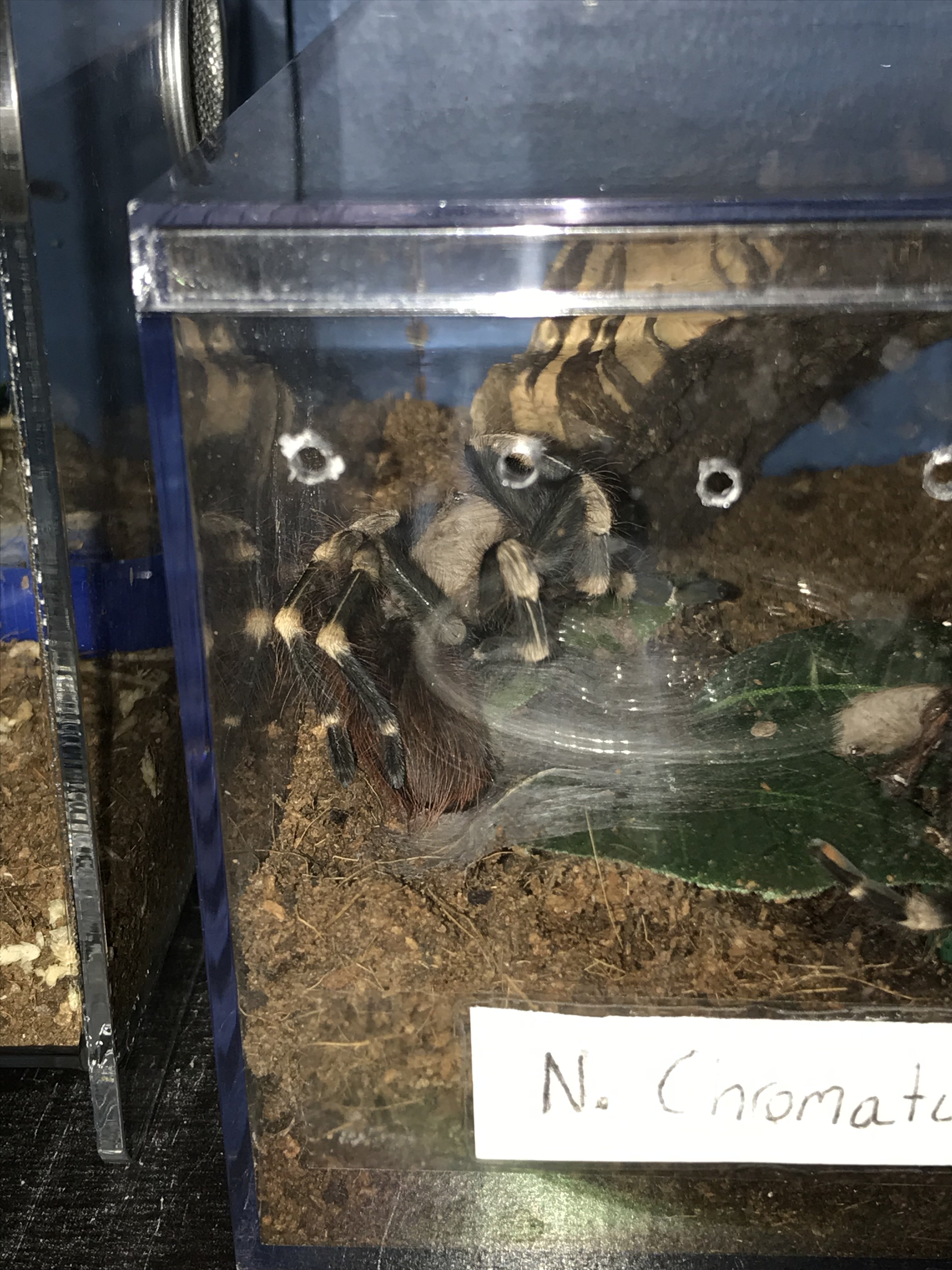 Grooming | Tarantula Forum