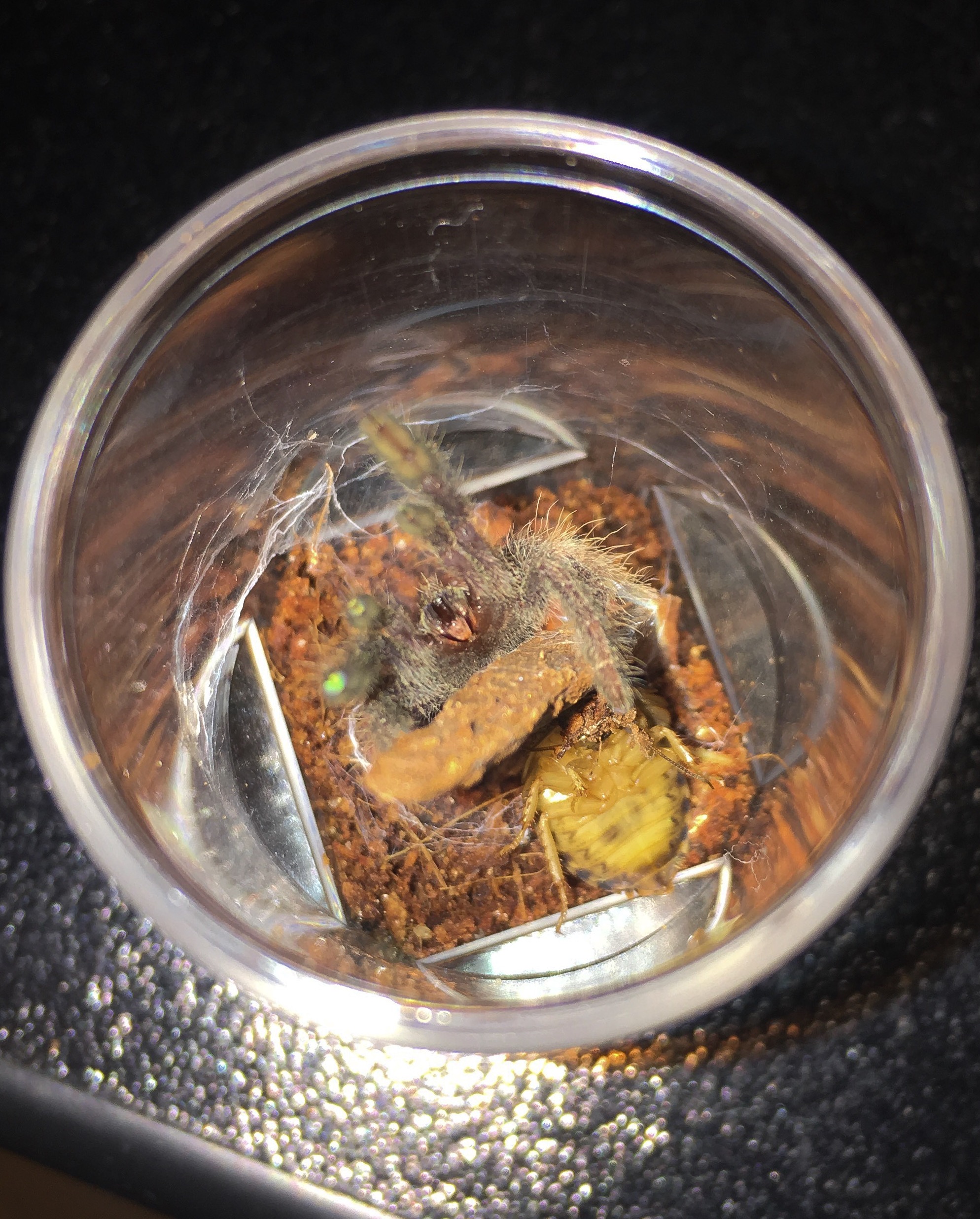 H maculata "Frost" | Tarantula Forum