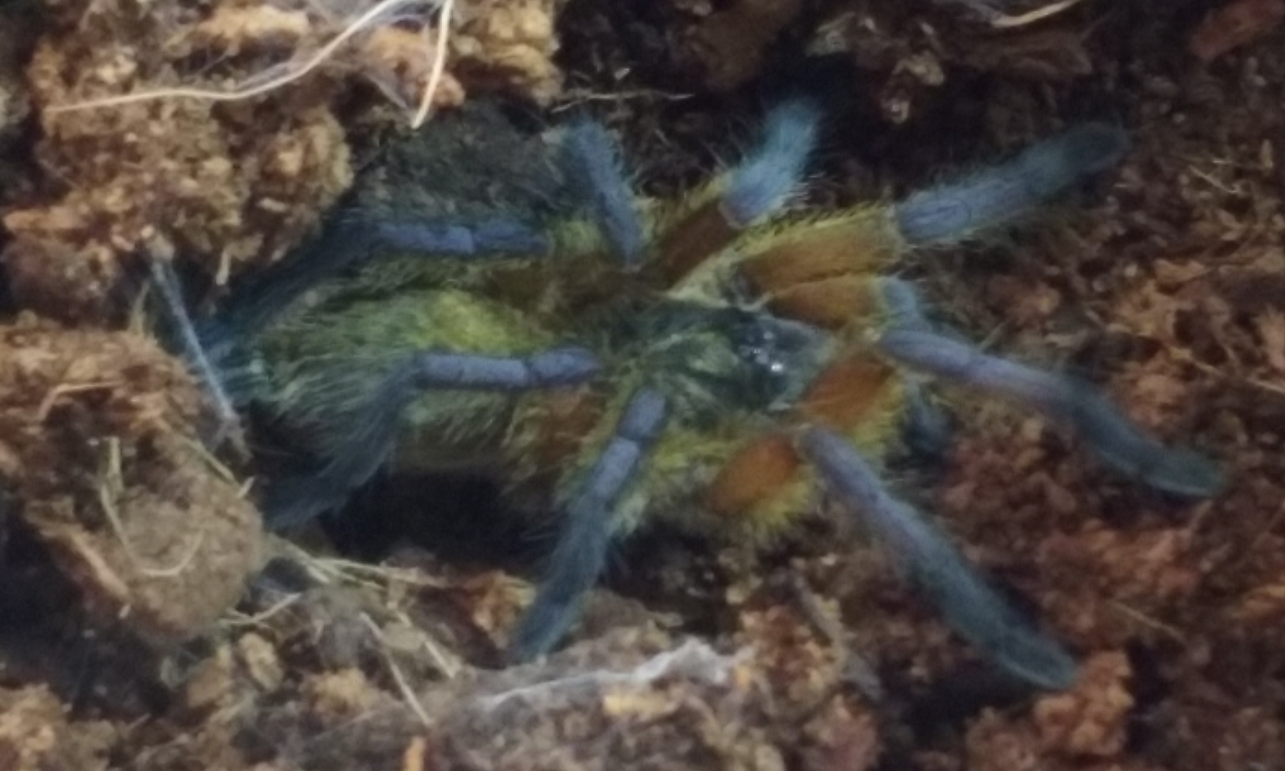 H. Pulchripes | Tarantula Forum