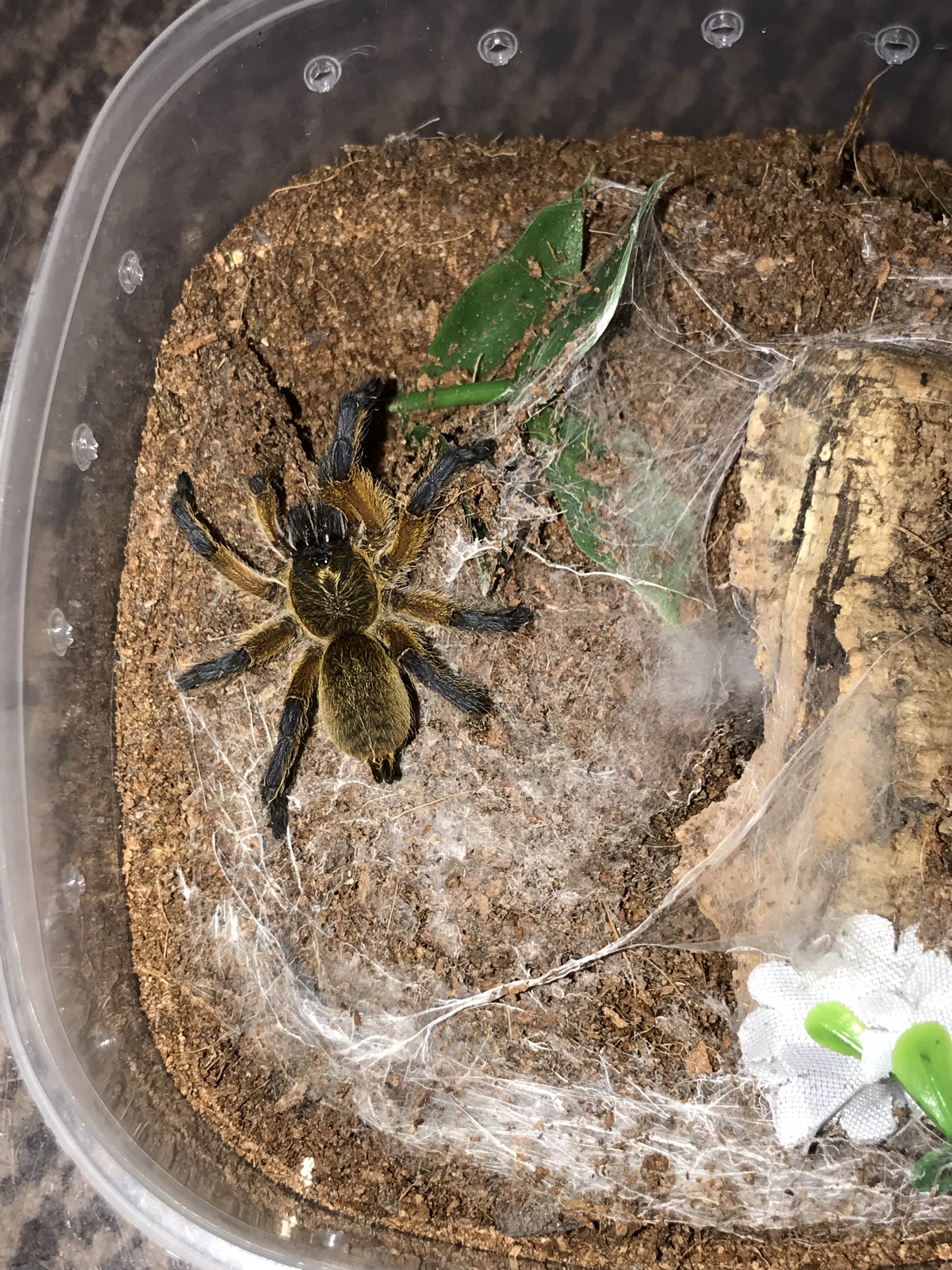 H. Pulchripes | Tarantula Forum