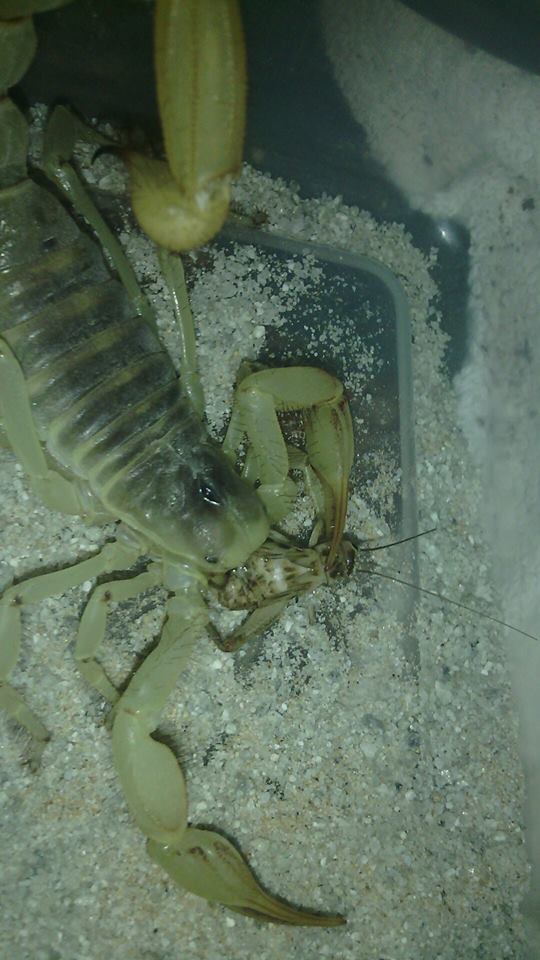 Hadrurus obscurus | Tarantula Forum