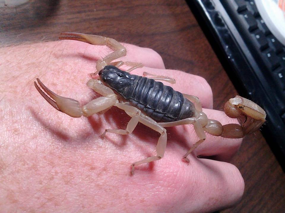 Hadrurus spadix | Tarantula Forum