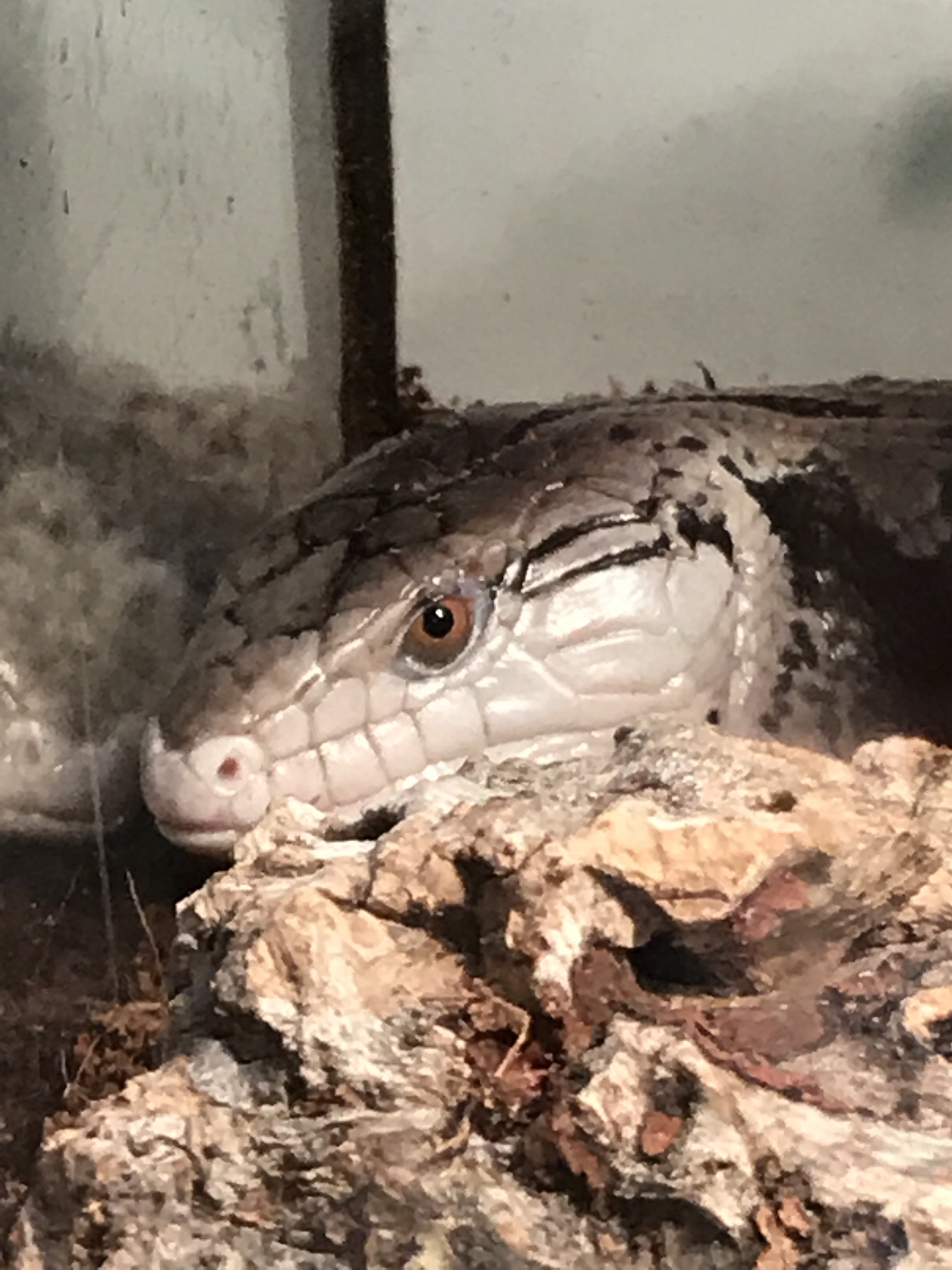 Halmahera | Tarantula Forum