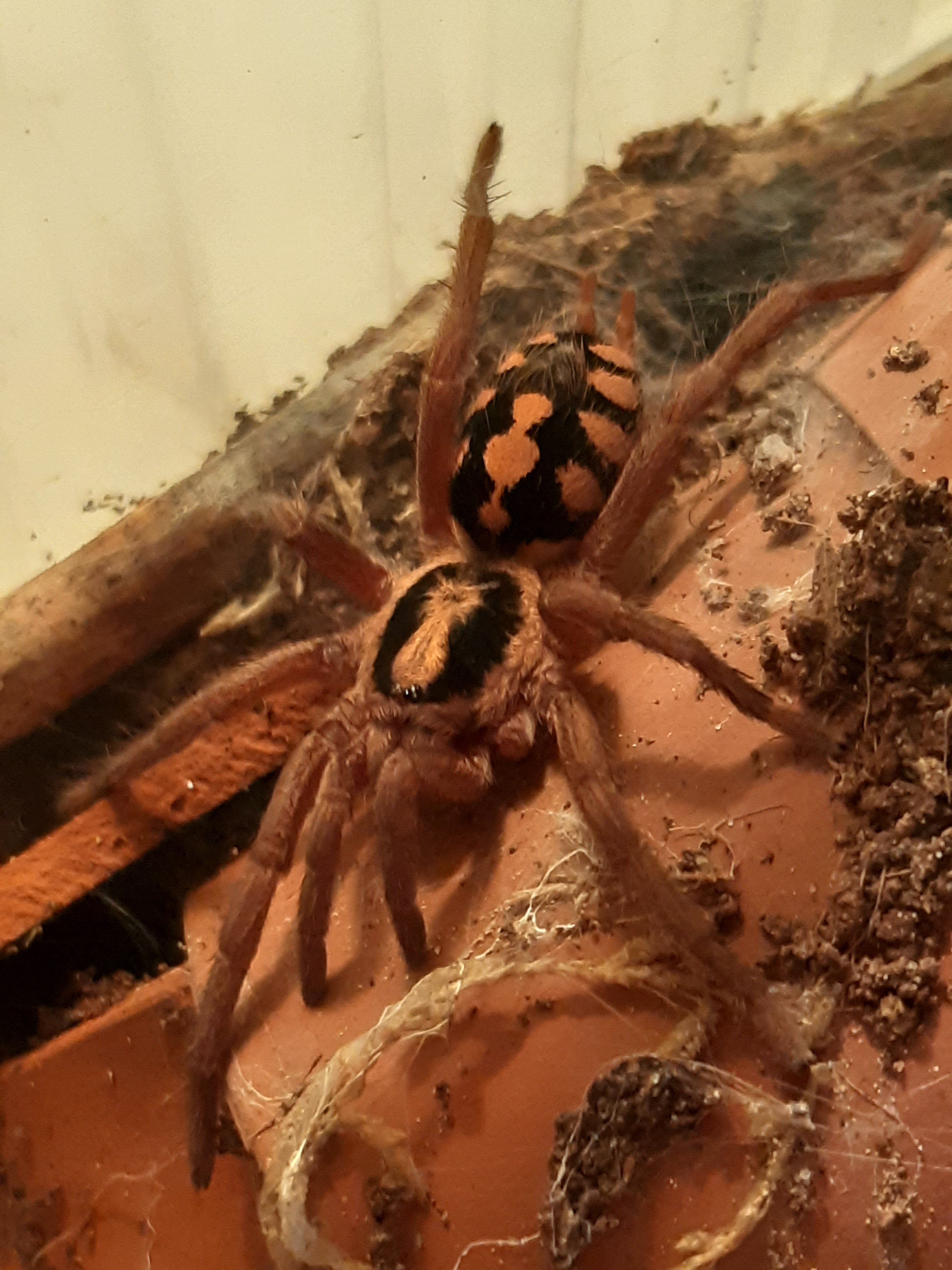 Hapalopus formosus | Tarantula Forum
