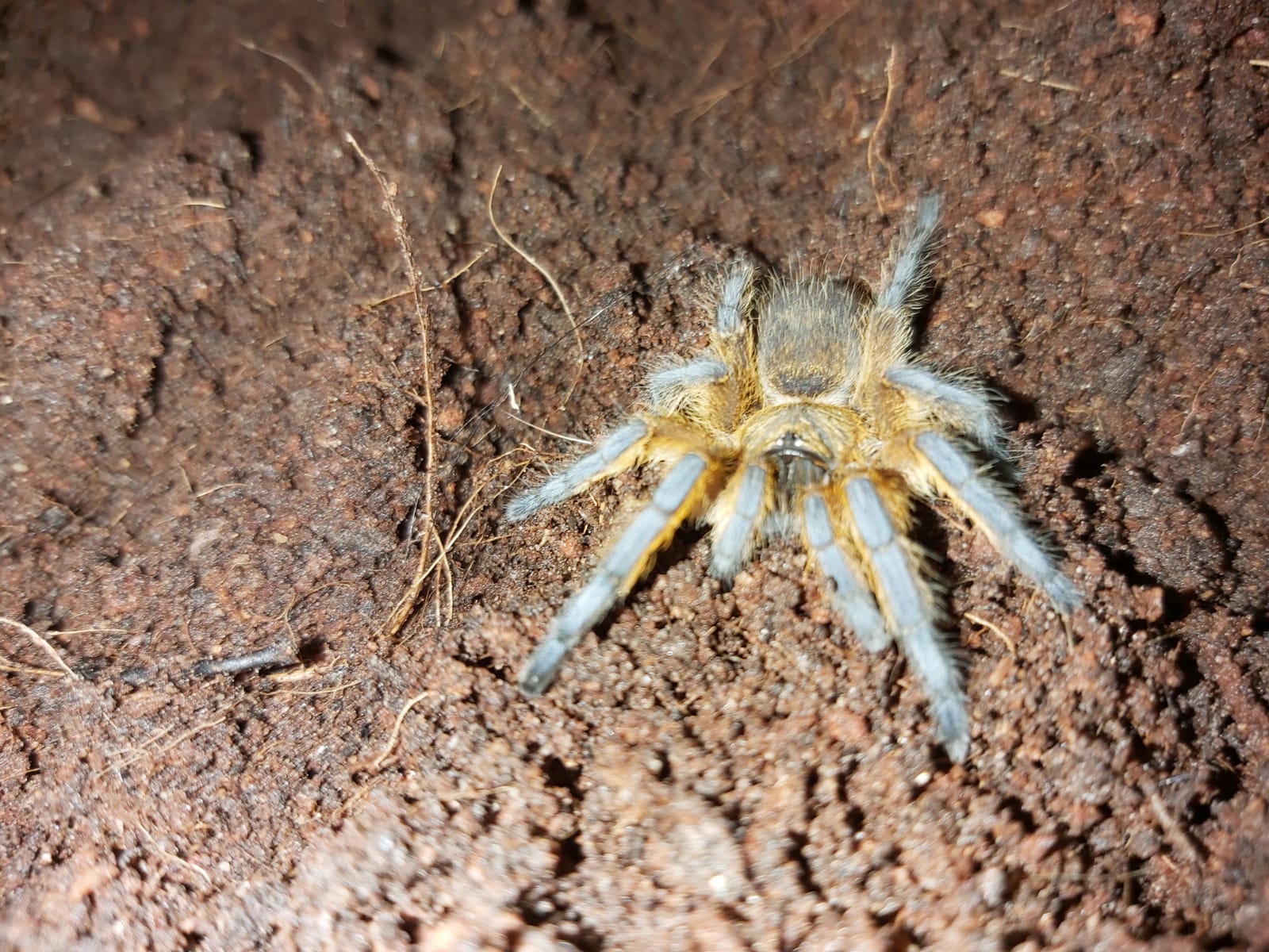Harpacteria Pulchripes | Tarantula Forum