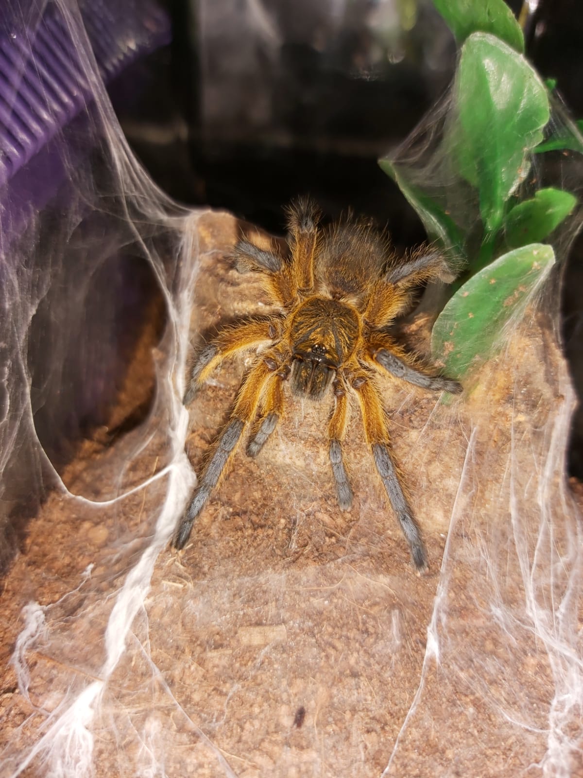 Harpacteria Pulchripes | Tarantula Forum