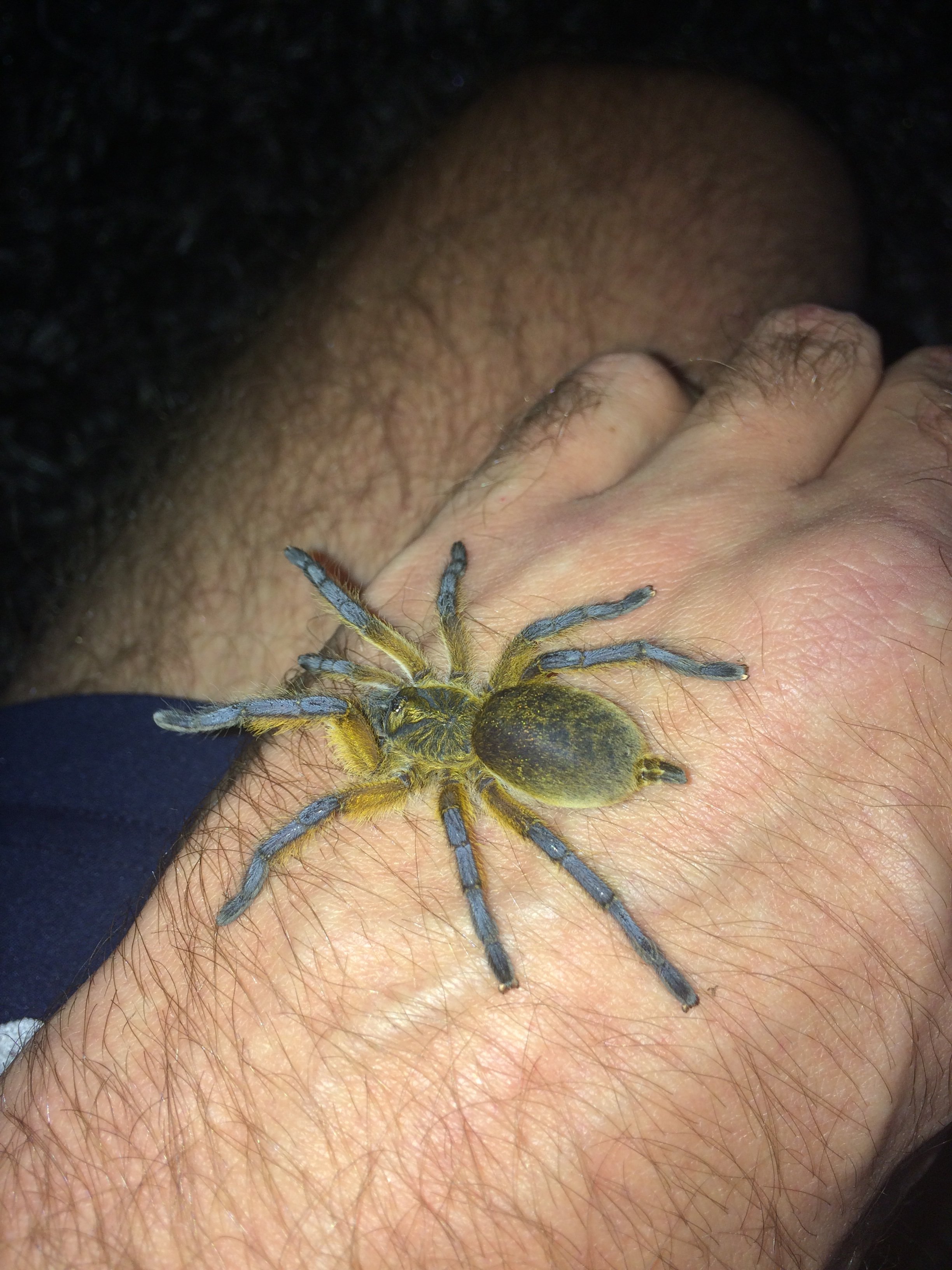 Harpacteria Pulchripes | Tarantula Forum