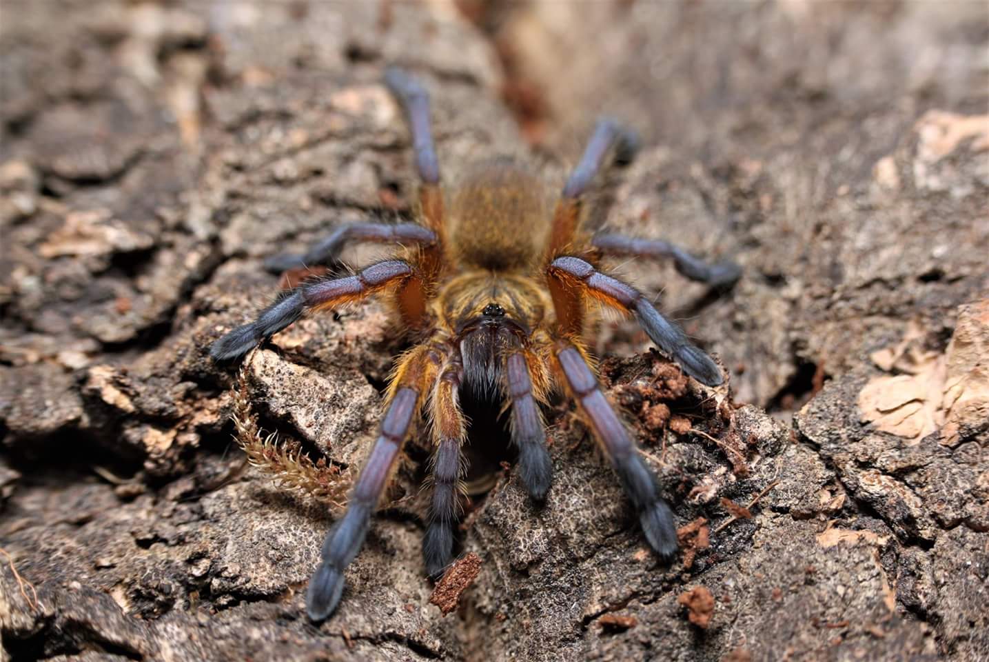 Harpactira pulchripes | Tarantula Forum