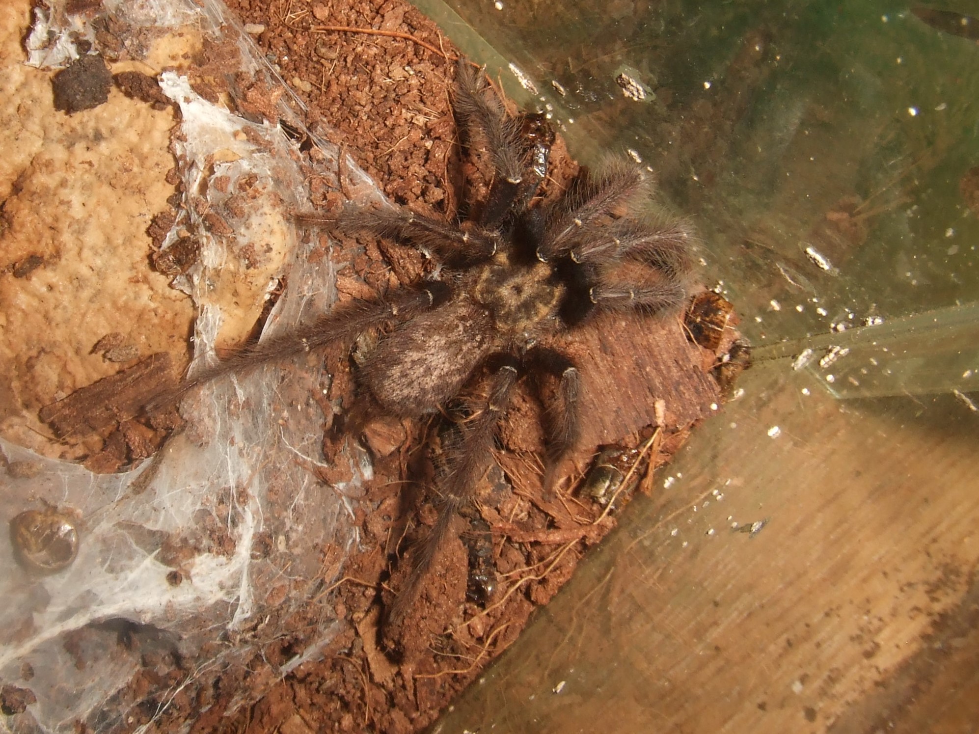 Heterothele gabonensis - Kota | Tarantula Forum