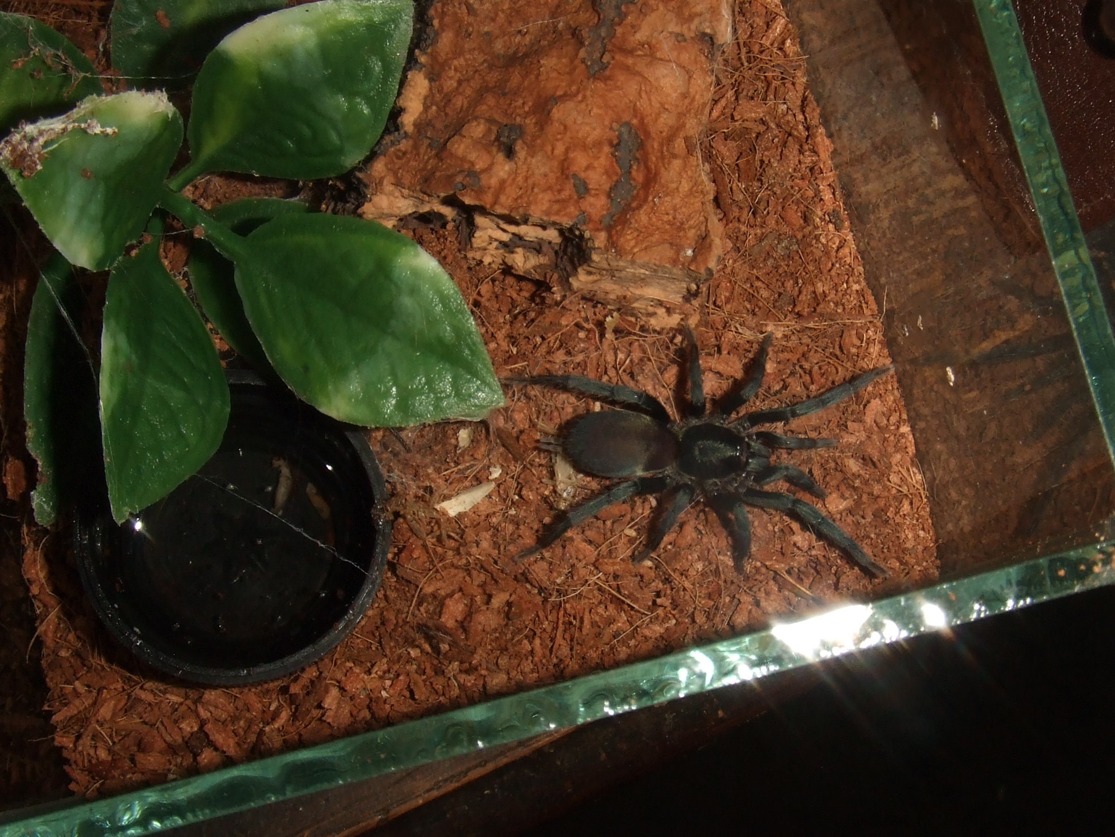 Holothele cf. sericea - Magua | Tarantula Forum