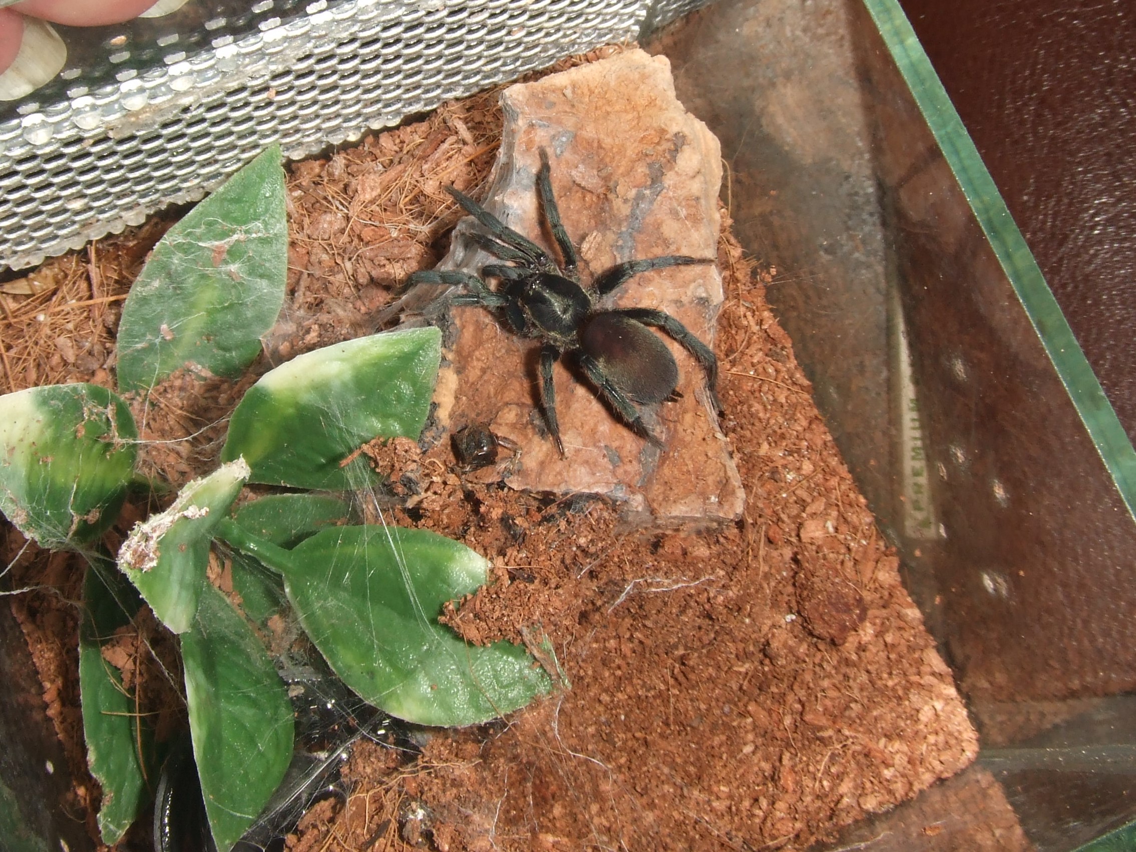 Holothele cf. sericea - Magua | Tarantula Forum