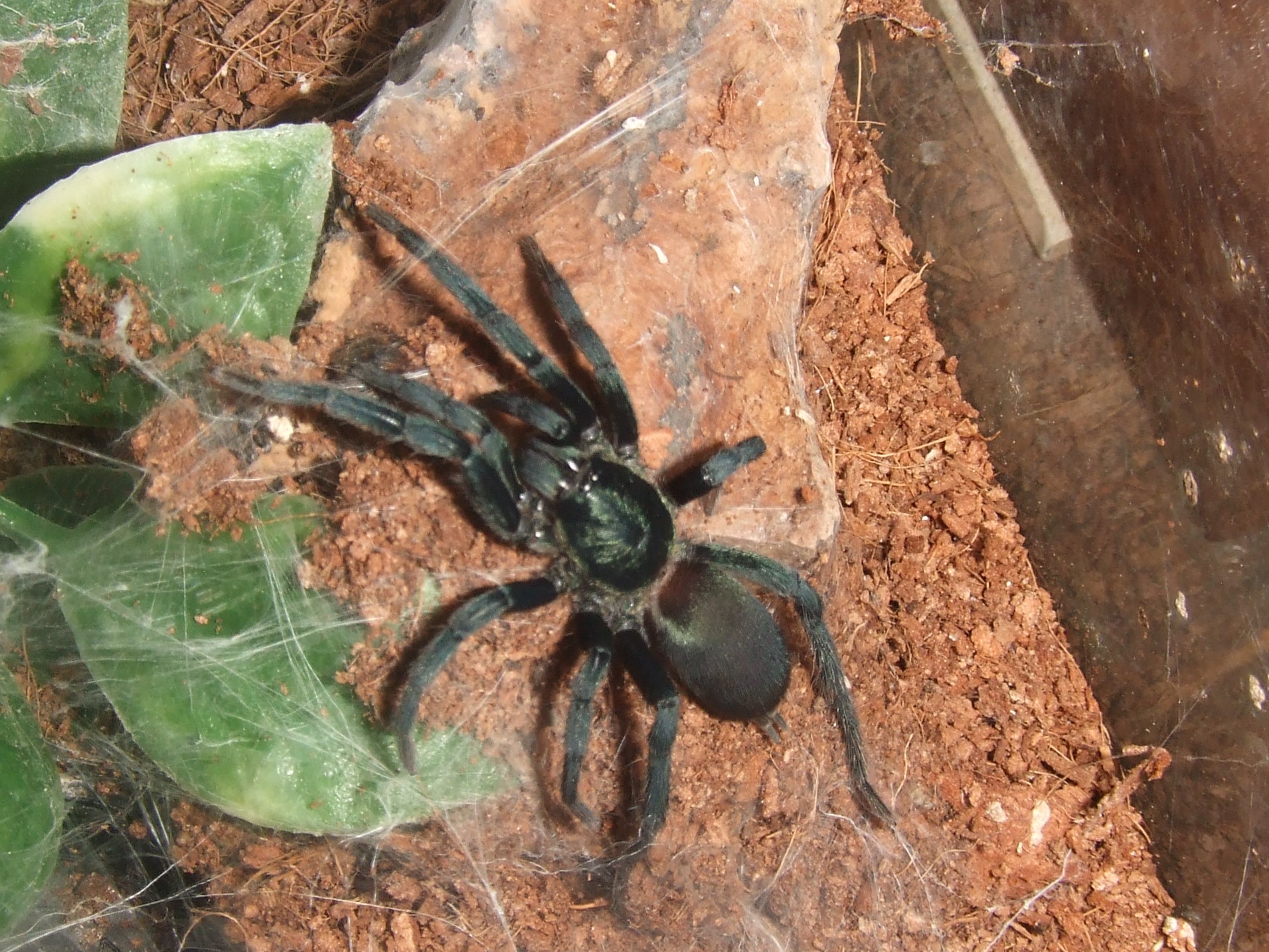 Holothele cf. sericea - Magua | Tarantula Forum