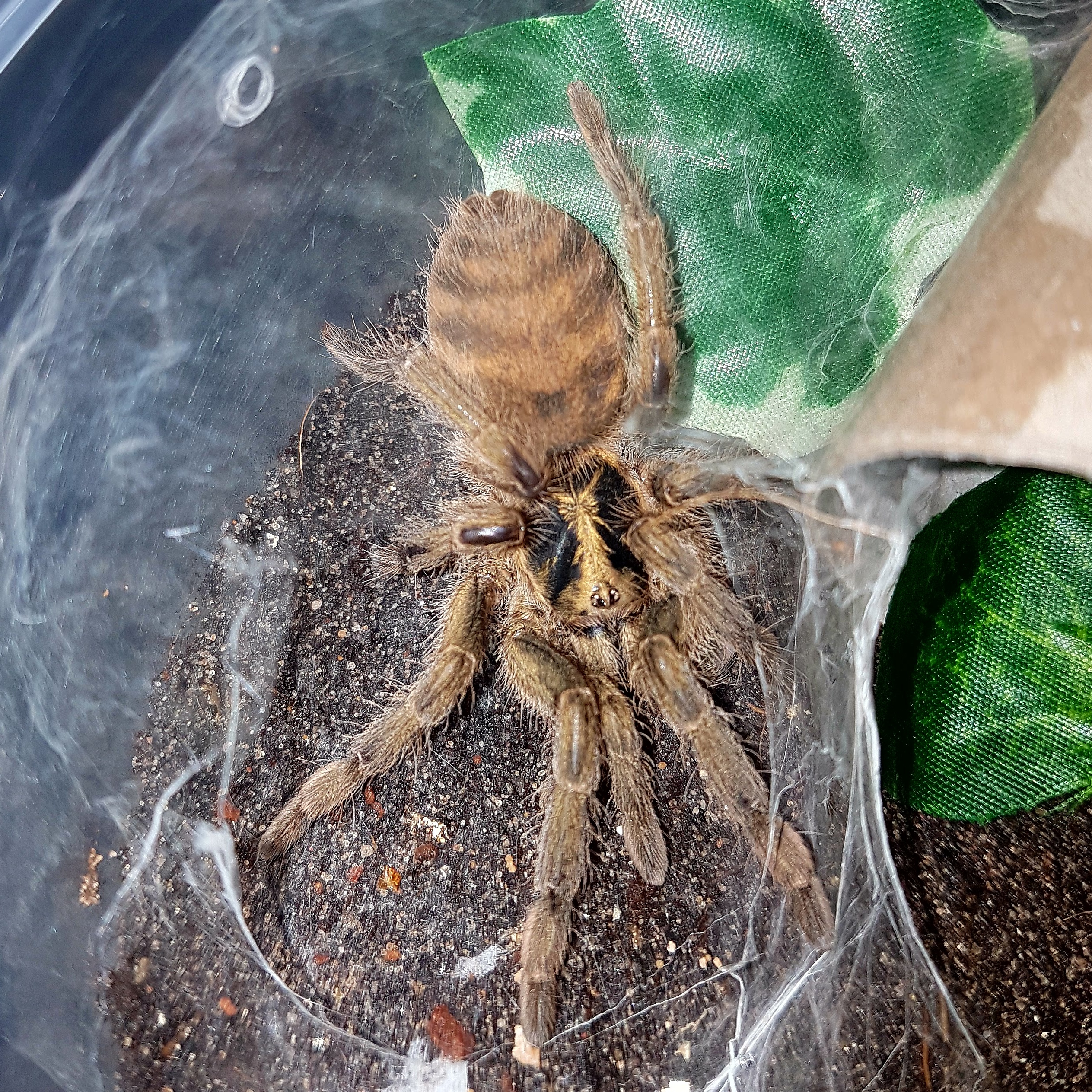 Holothele incei | Tarantula Forum