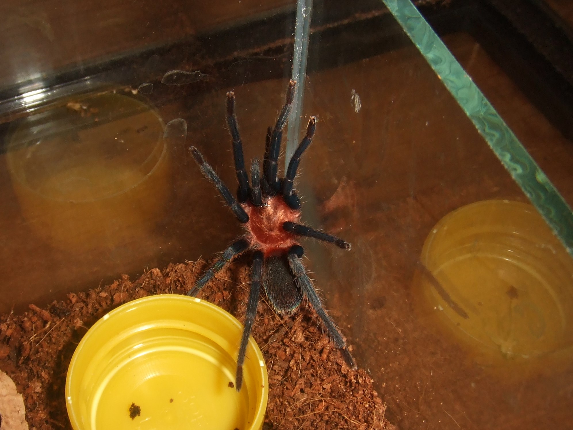 Holothele sanguiniceps - Arima | Tarantula Forum