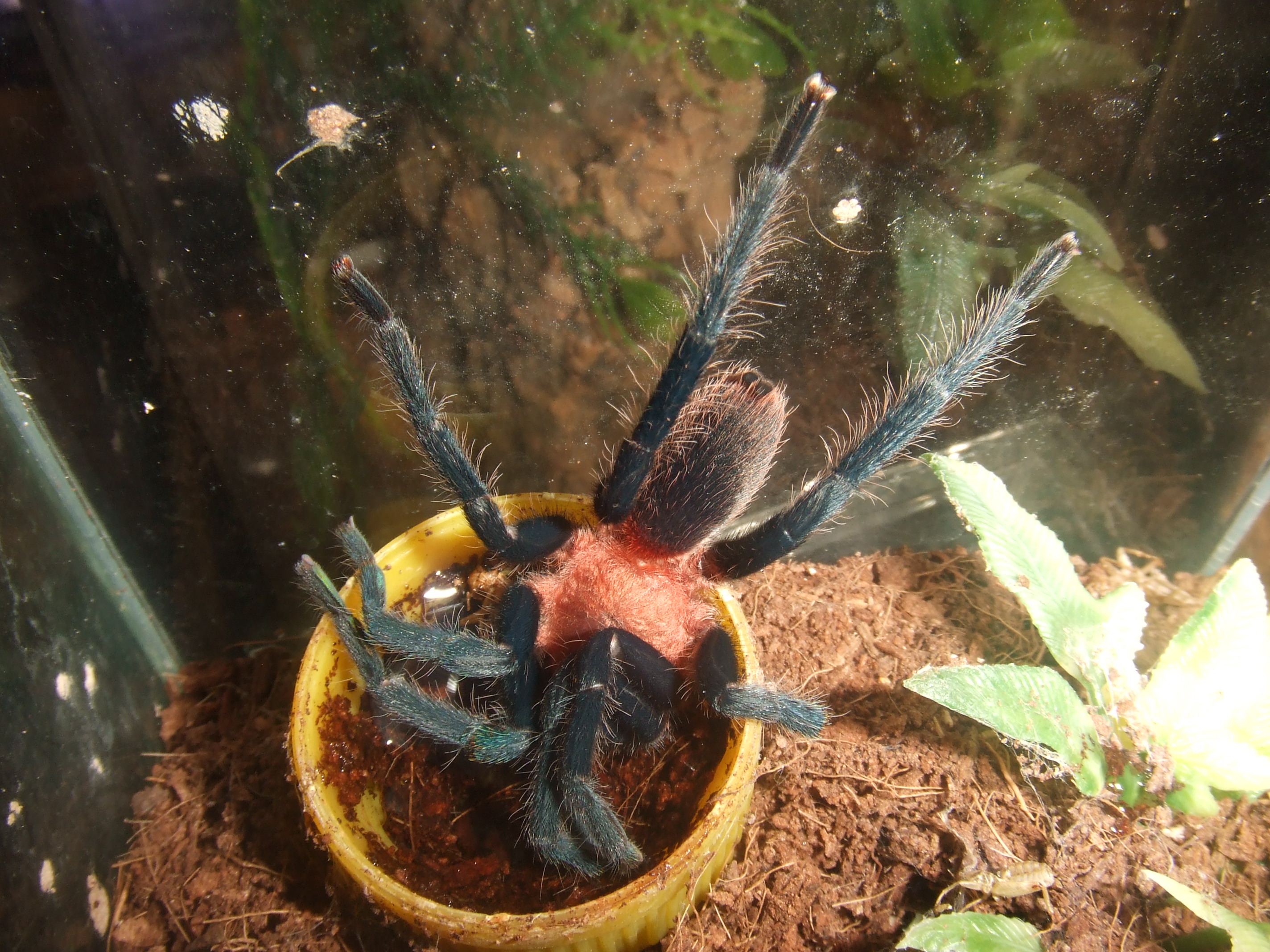 Holothele sanguiniceps - Arima | Tarantula Forum