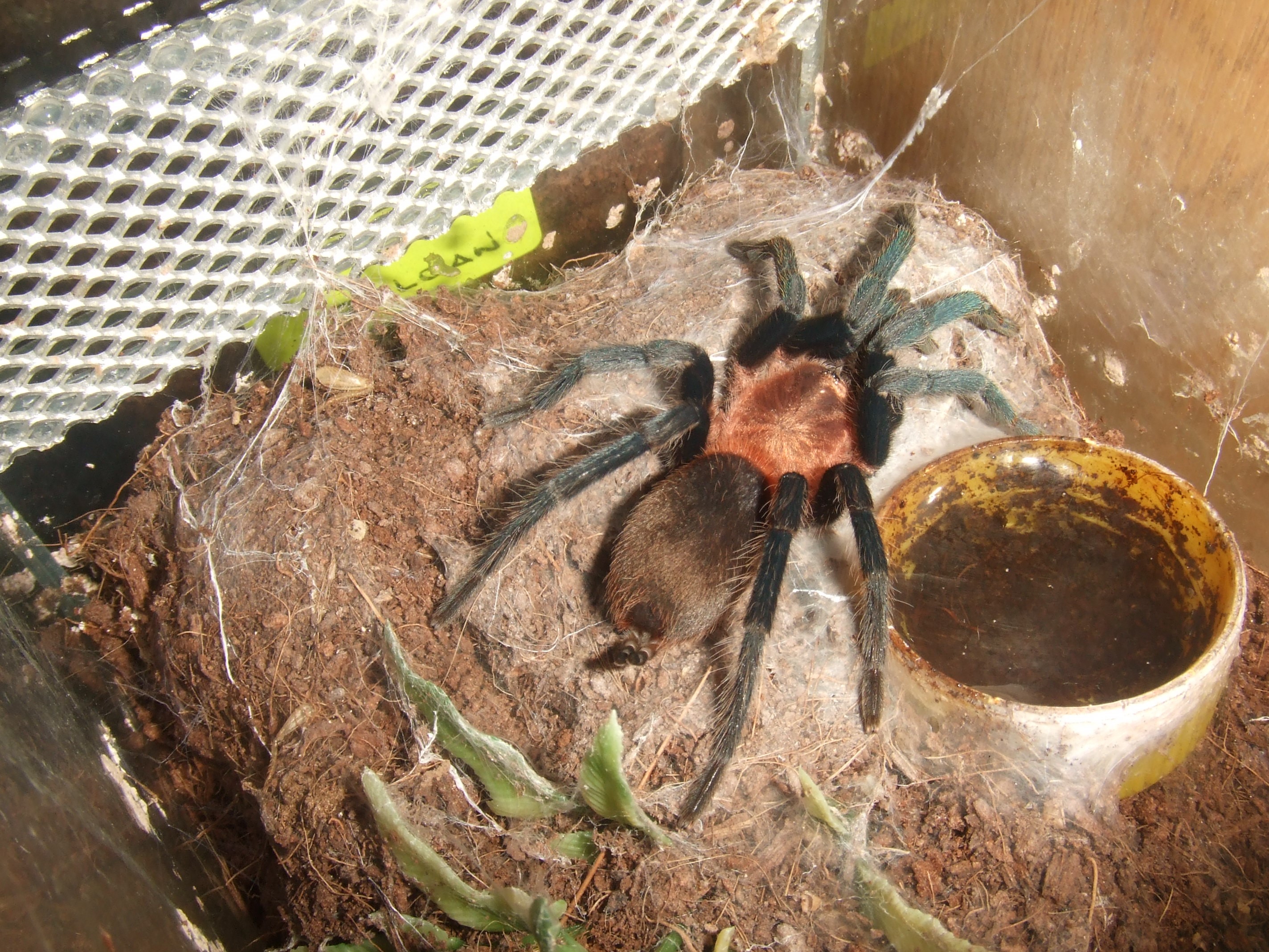 Holothele sanguiniceps - Arima | Tarantula Forum