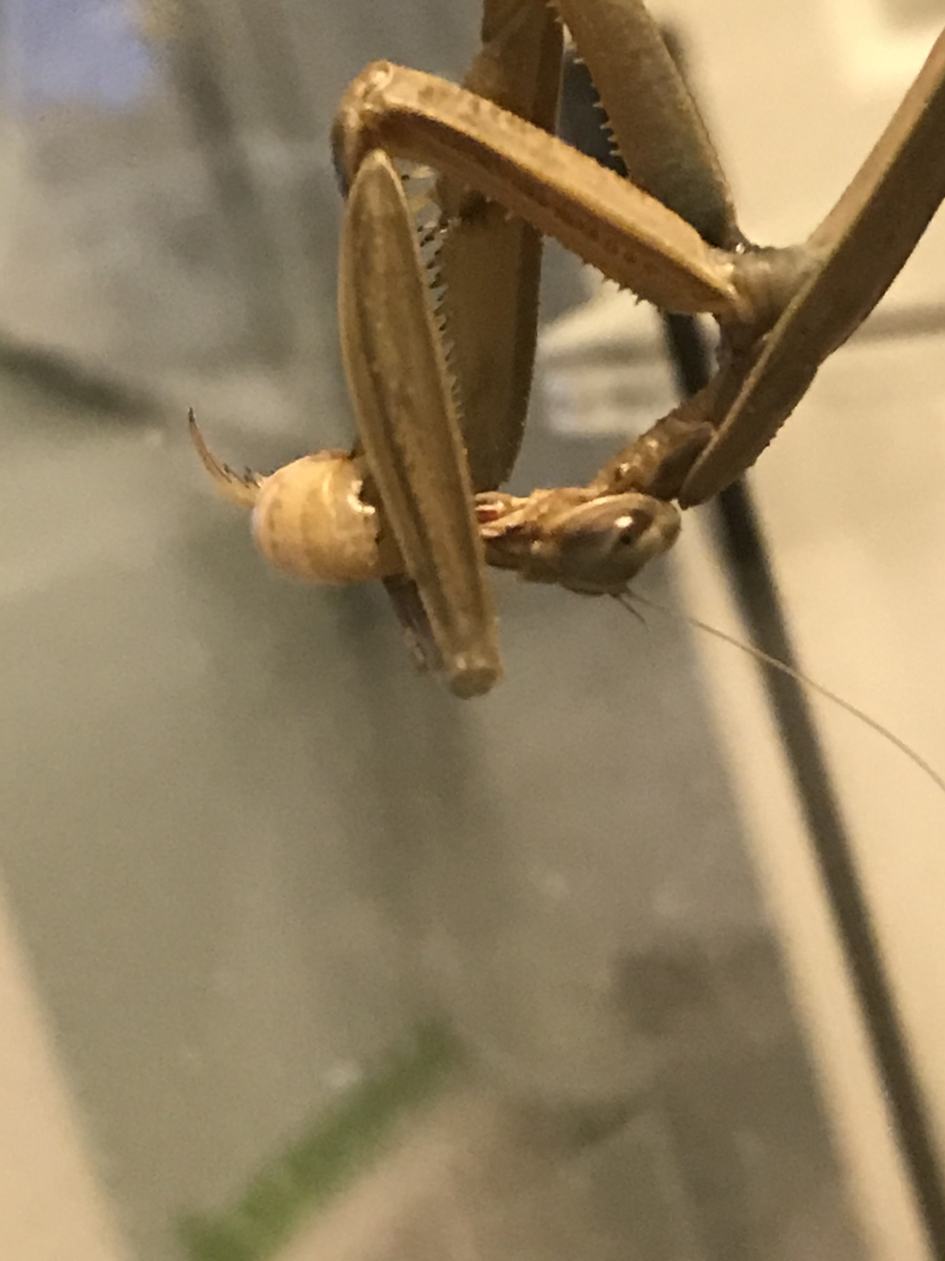 Hungry Hungry Mantis | Tarantula Forum