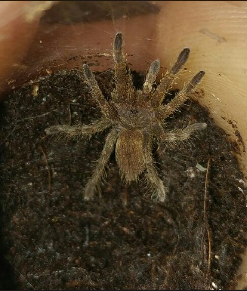 I.mira sling | Tarantula Forum