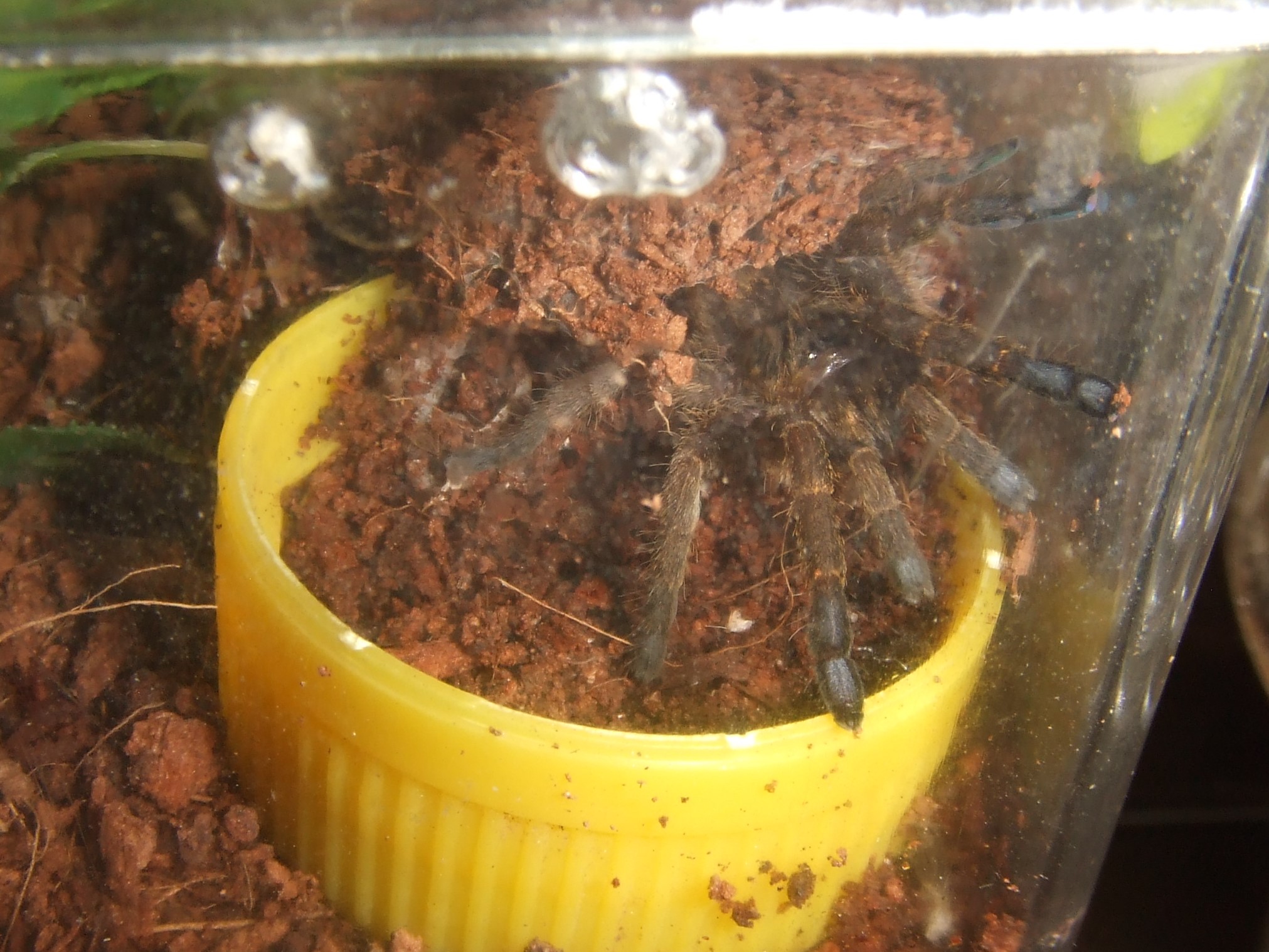 Idiothele mira - Karoo | Tarantula Forum