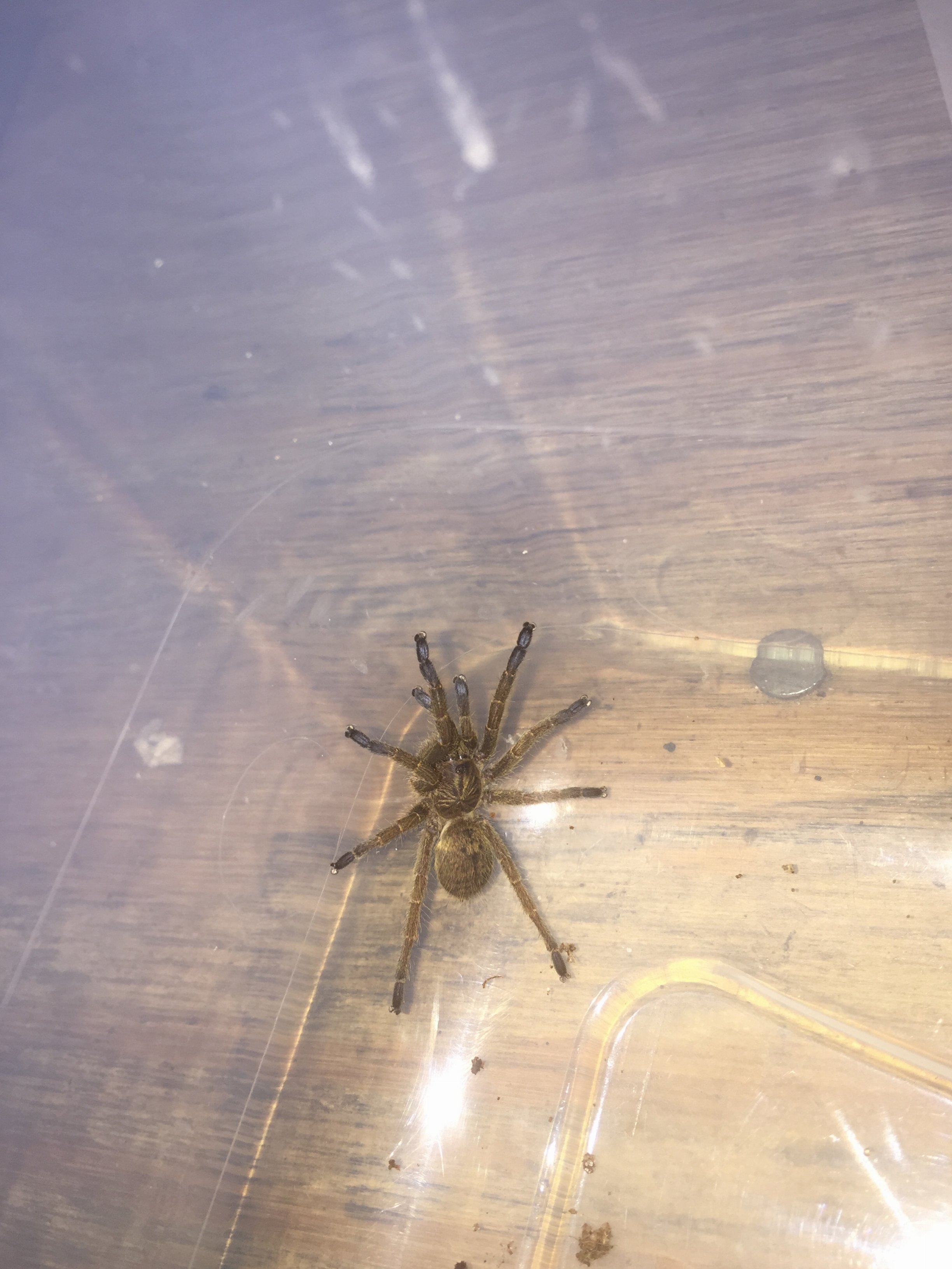 Idiothele mira | Tarantula Forum