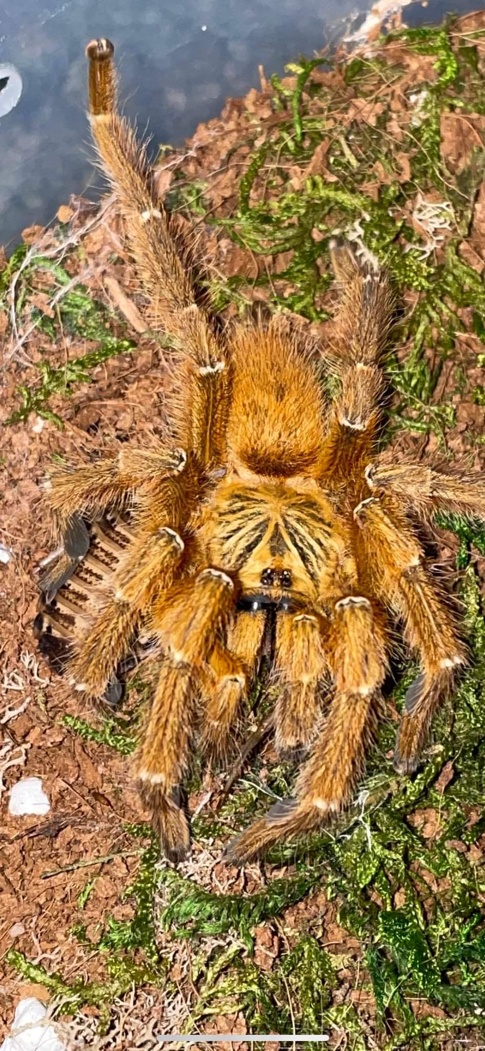 Immature Male P. murinus | Tarantula Forum
